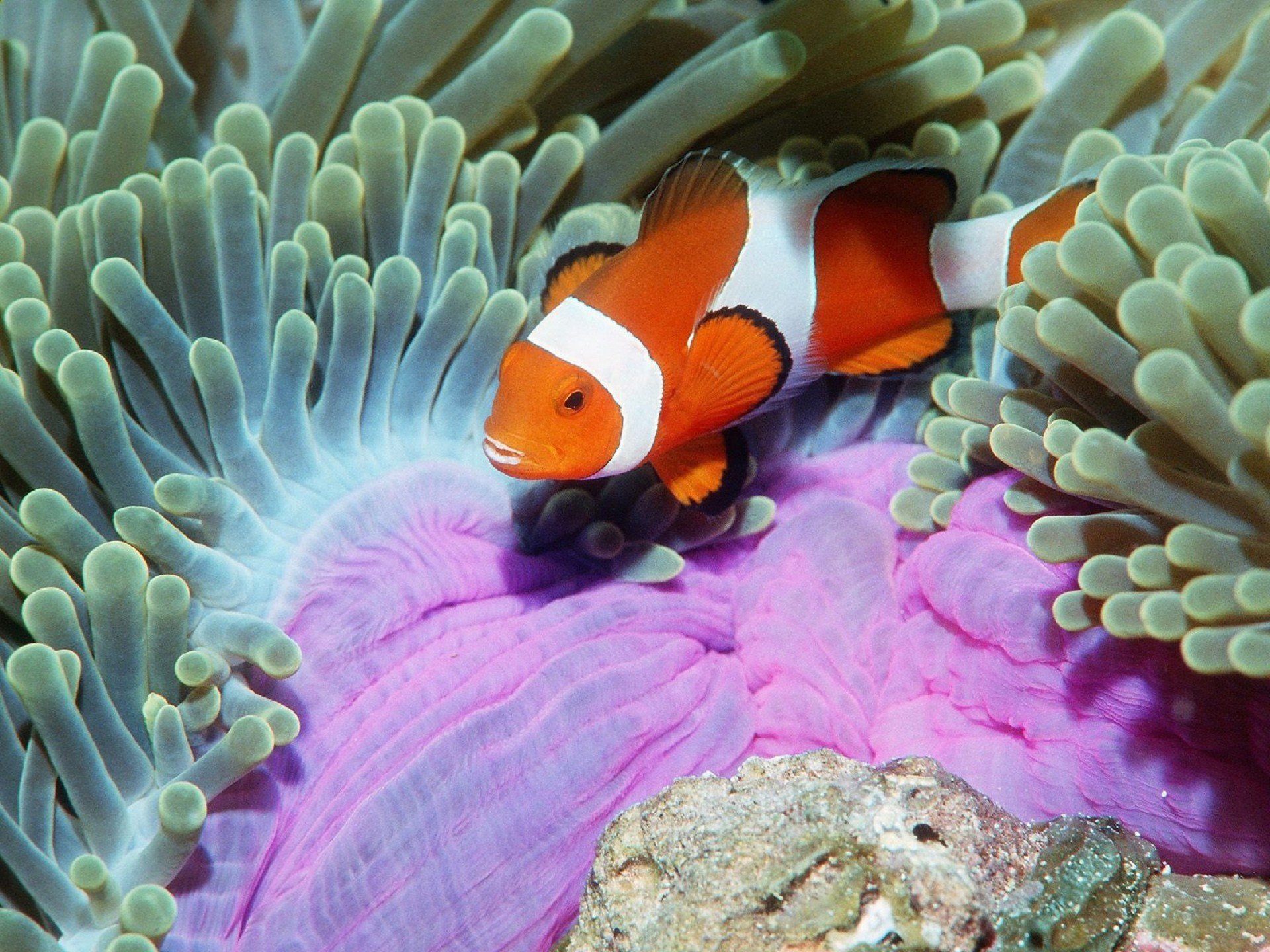 Download Fish Animal Clownfish HD Wallpaper | 1920x1440 | Wallpaper Abyss