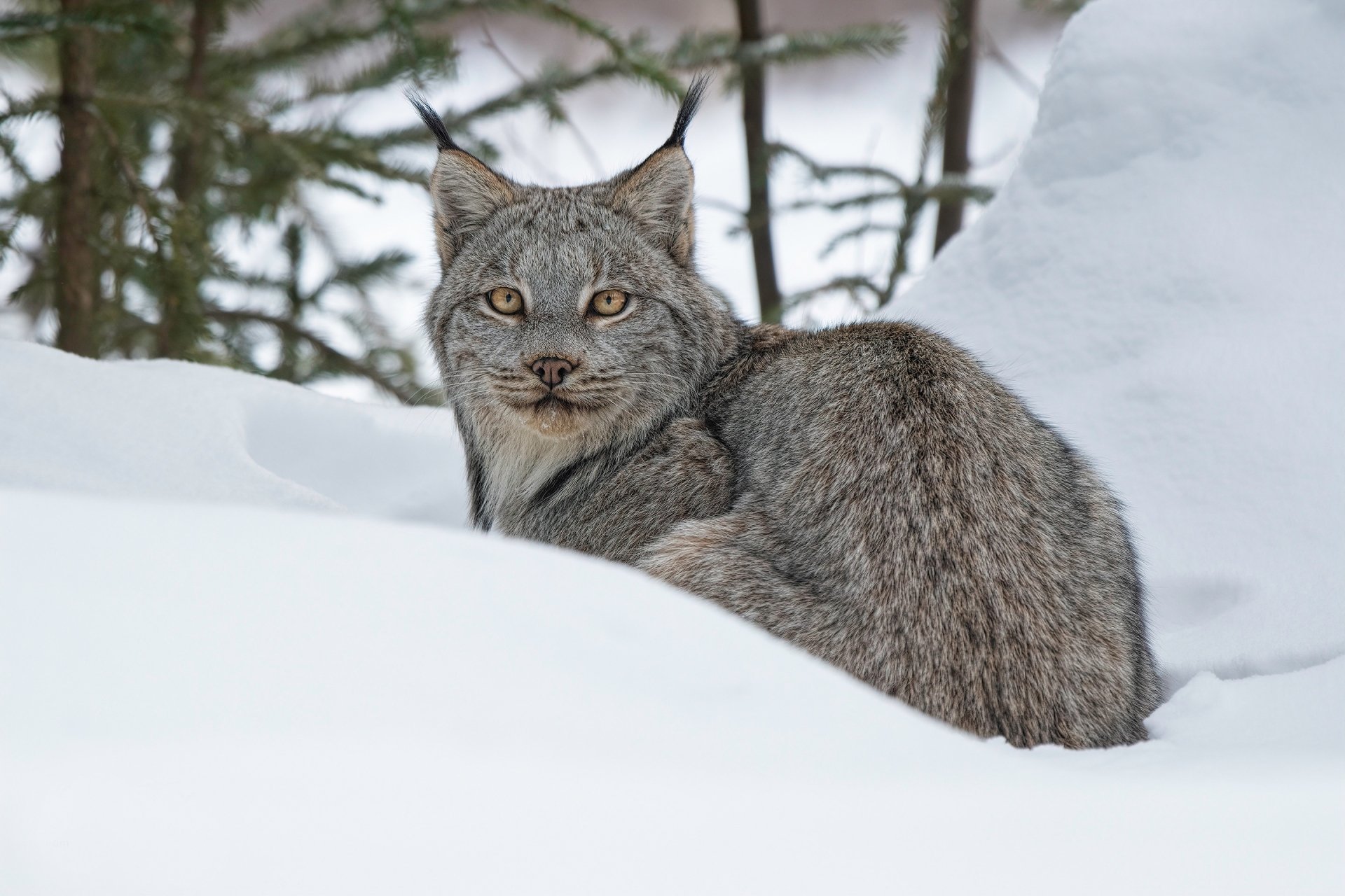 Download Snow Winter Animal Lynx Winter Animals HD Wallpaper ...