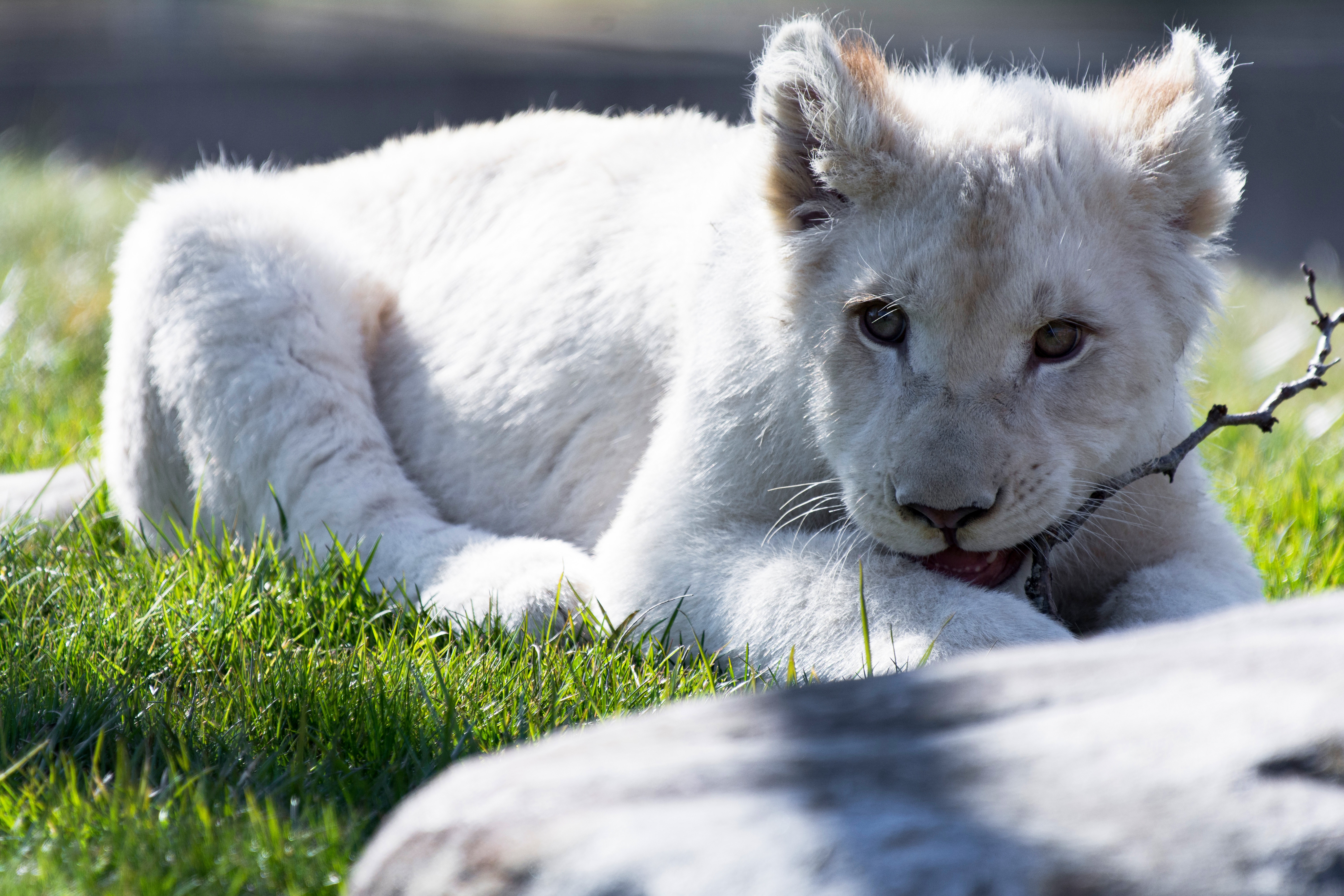 Animal Lion 4k Ultra HD Wallpaper