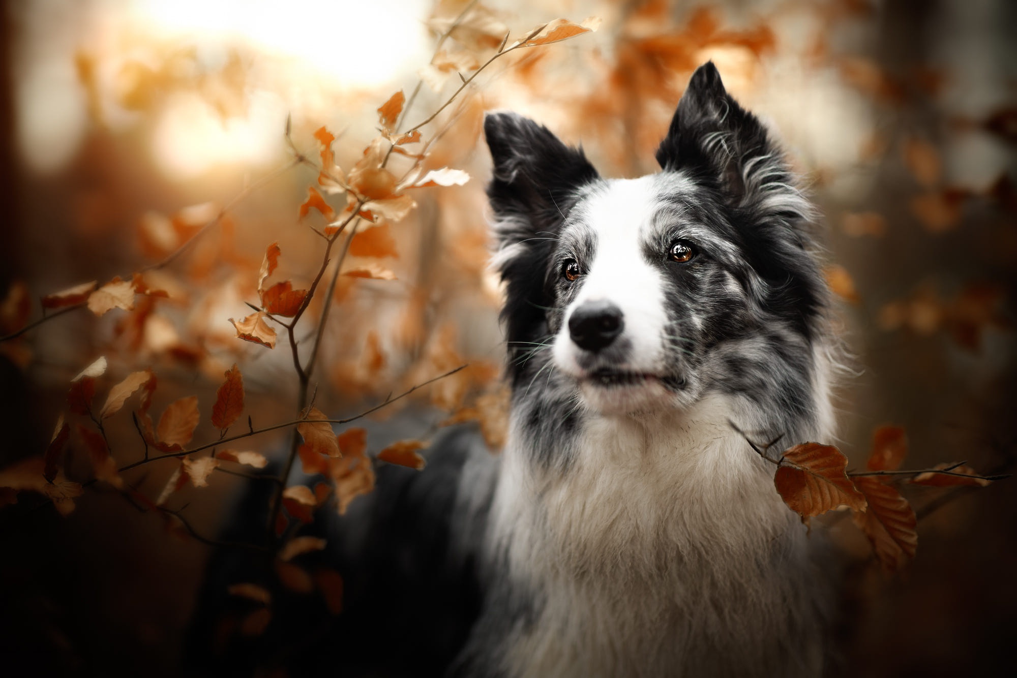 Download Fall Dog Animal Border Collie HD Wallpaper