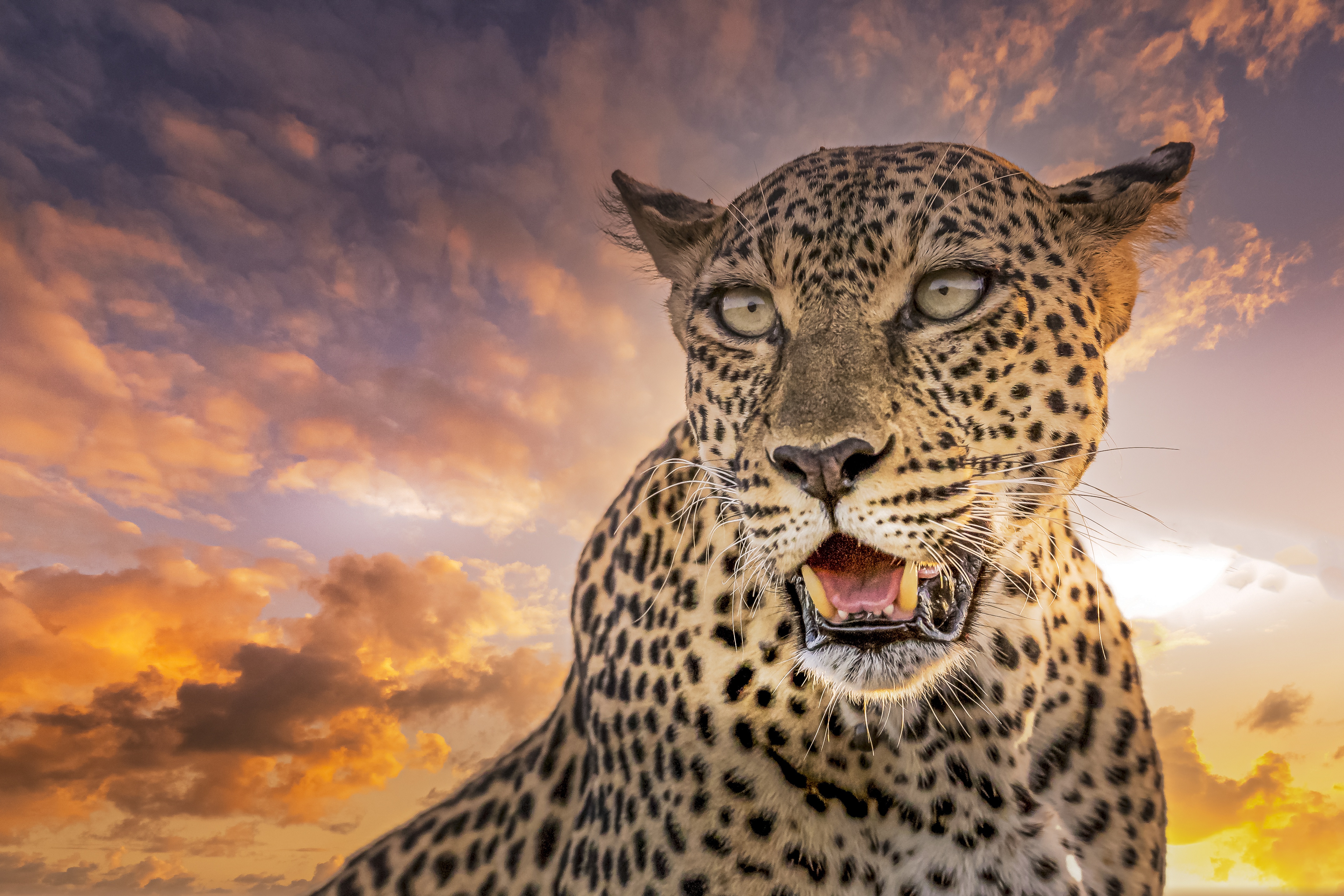 Wallpaper Wild Animal Leopard