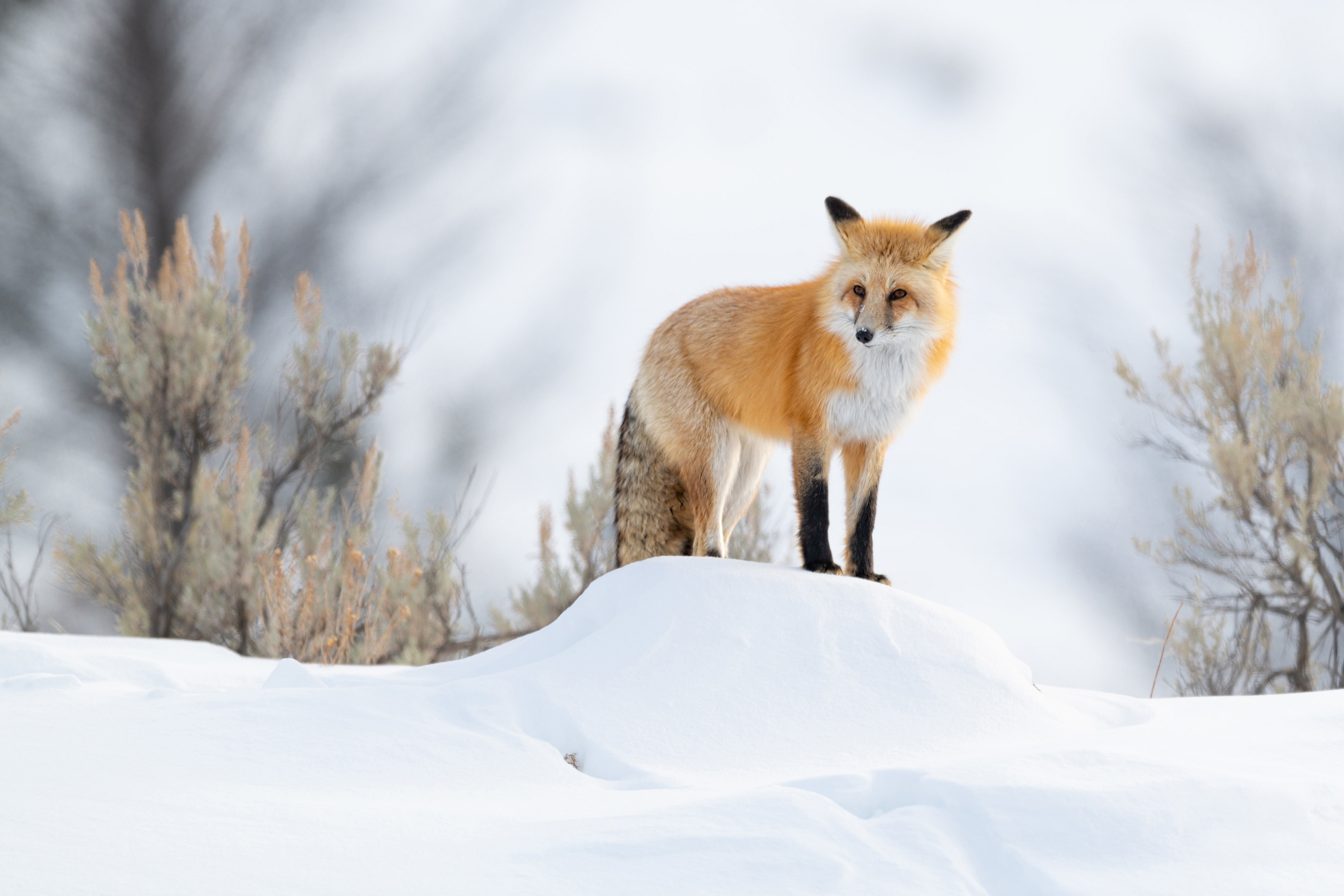 Download Snow Animal Fox 4k Ultra HD Wallpaper