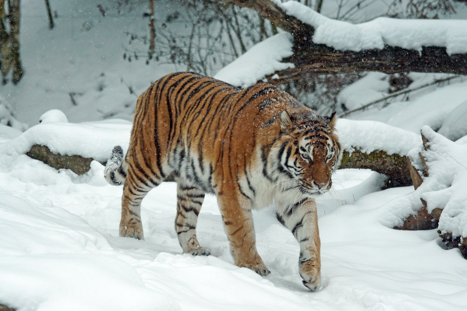 Download Snow Animal Tiger HD Wallpaper