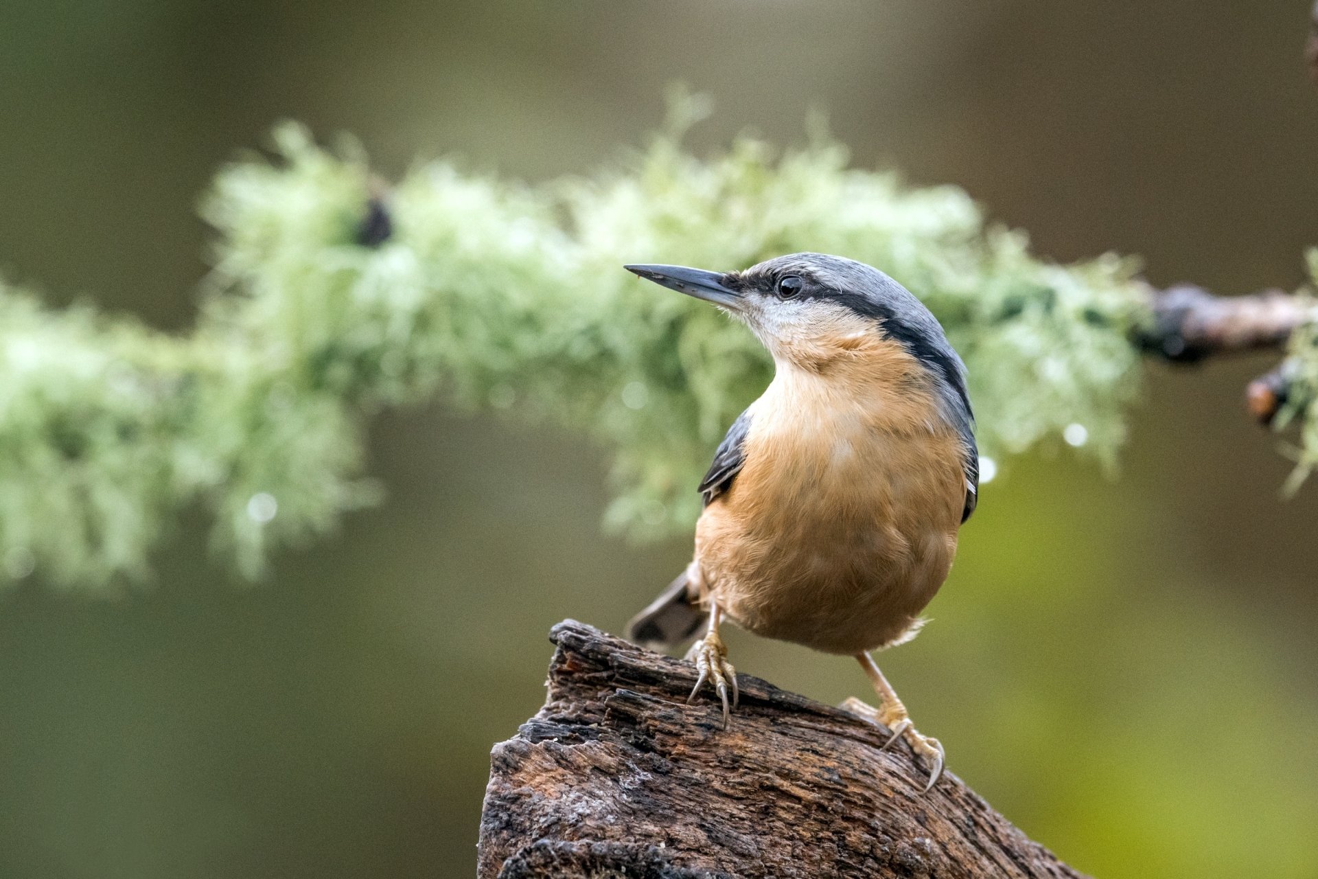 Download Bird Animal Nuthatch HD Wallpaper