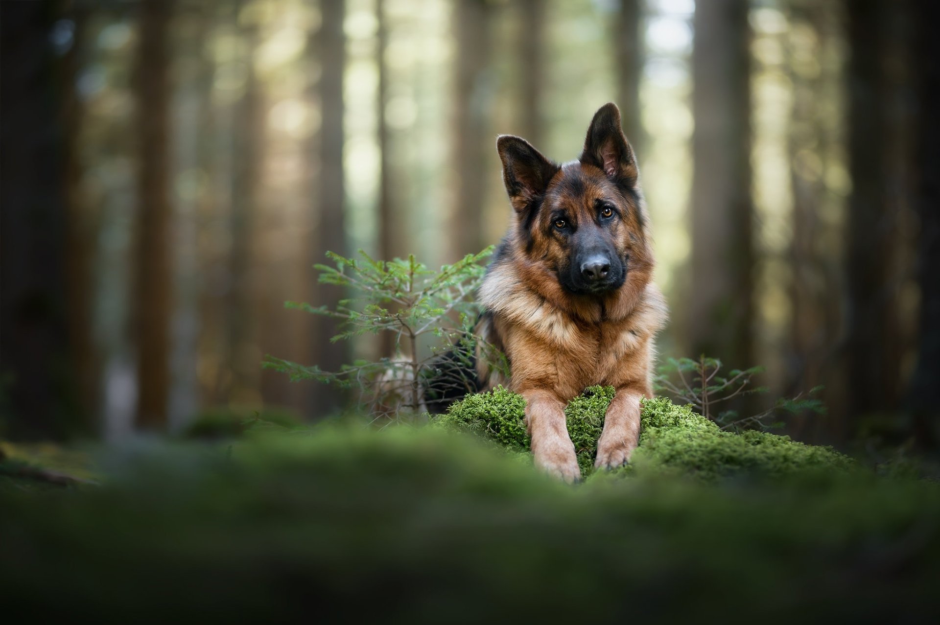 Download Depth Of Field Dog Animal German Shepherd HD Wallpaper