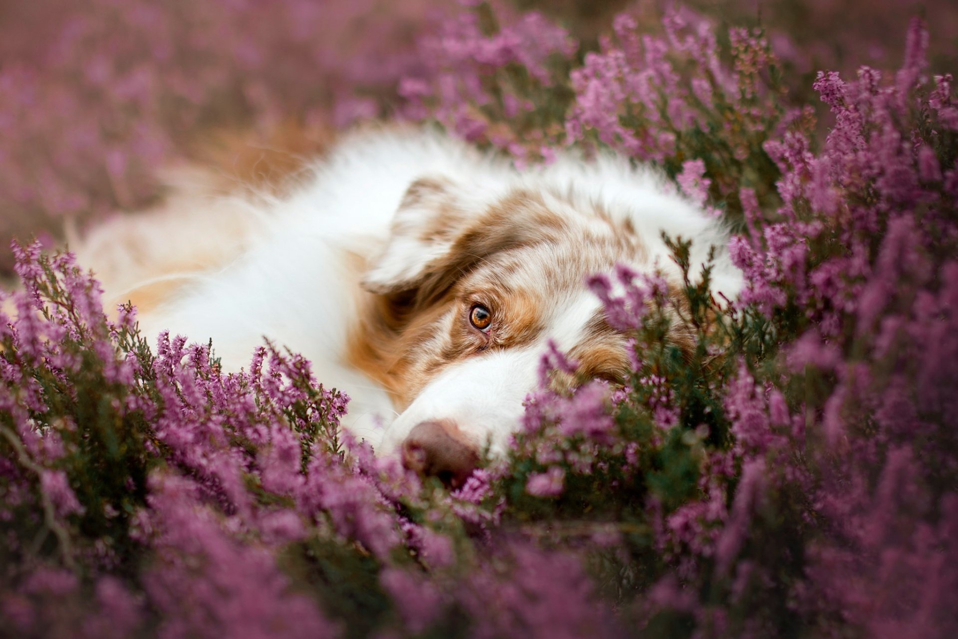 Download Heather Dog Flower Animal Australian Shepherd HD Wallpaper