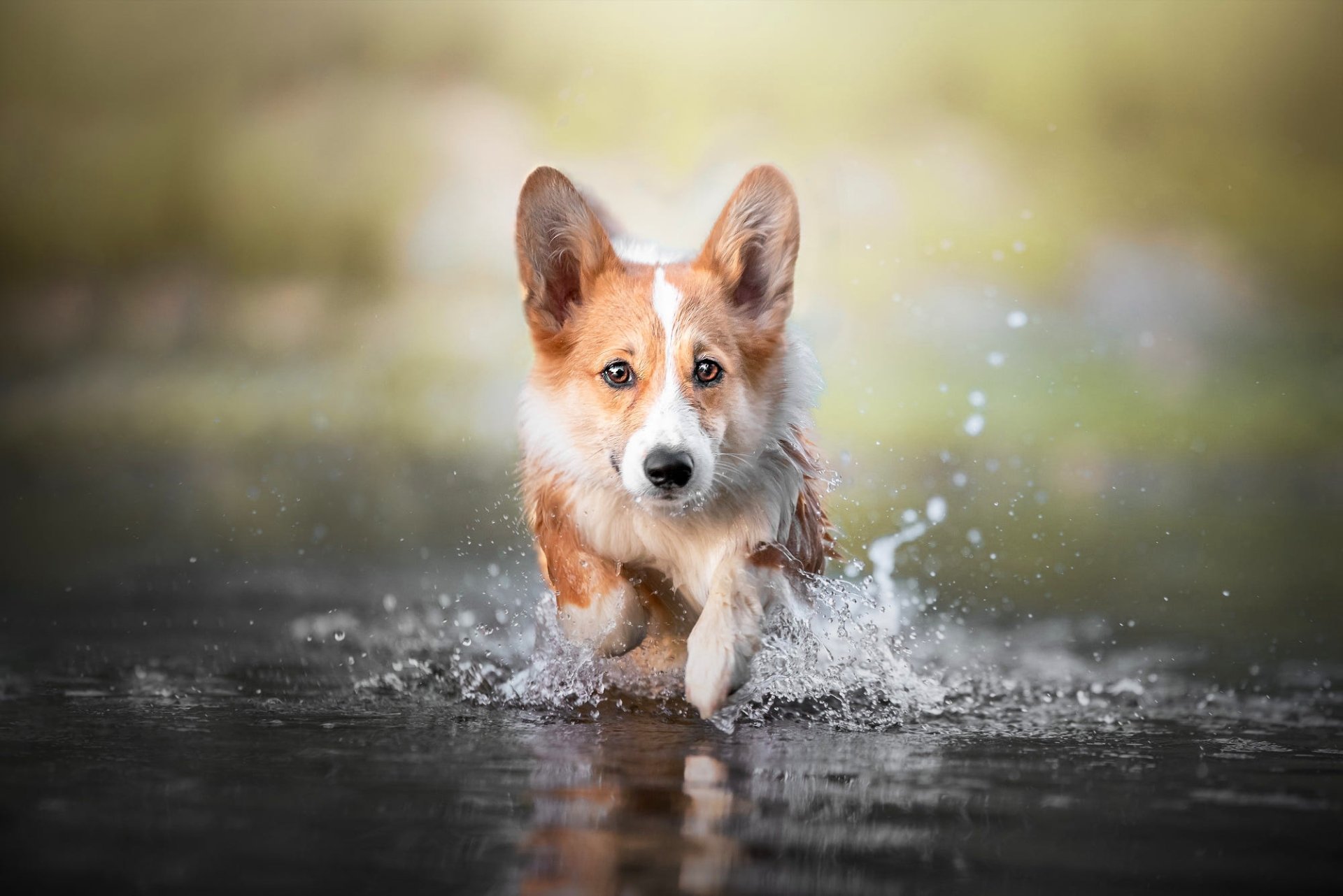 Download Splash Dog Animal Corgi HD Wallpaper