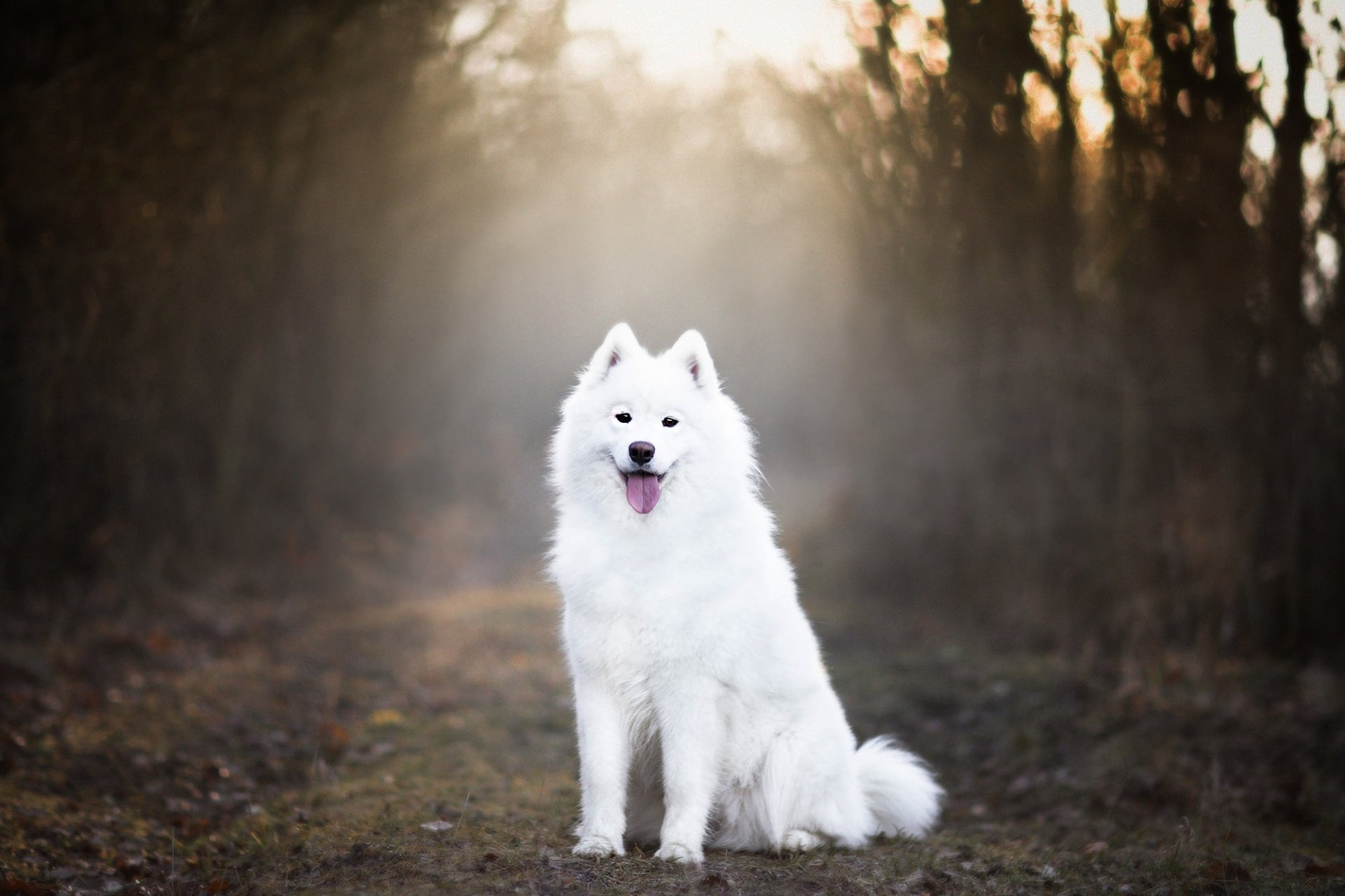 Download Depth Of Field Dog Animal Samoyed HD Wallpaper