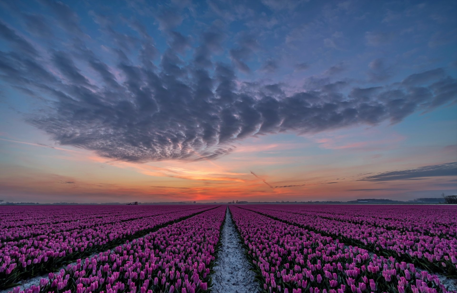 5K Ultra HD: Sunset Sky Over Pink Tulip Fields