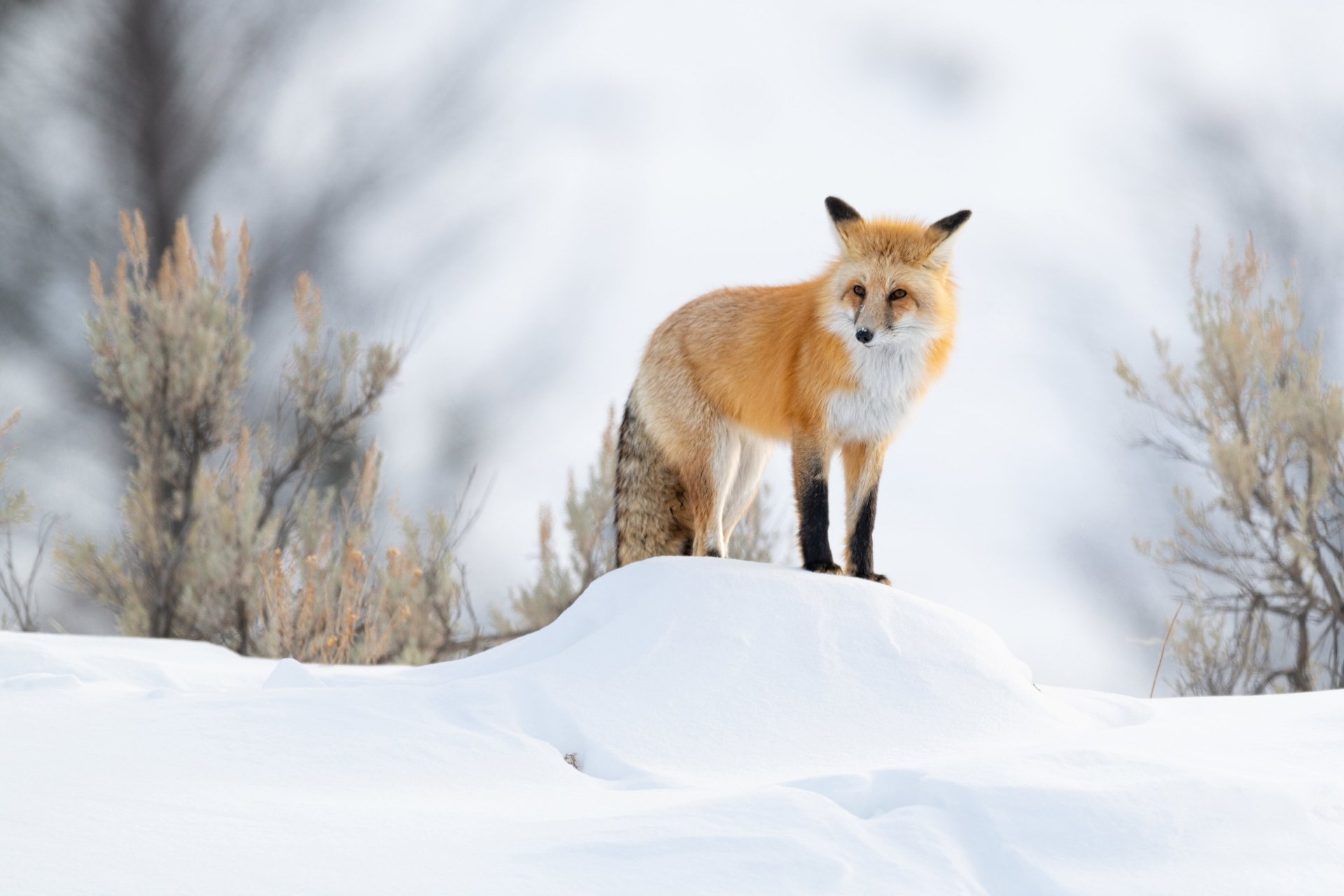 Download Snow Animal Fox 4k Ultra HD Wallpaper
