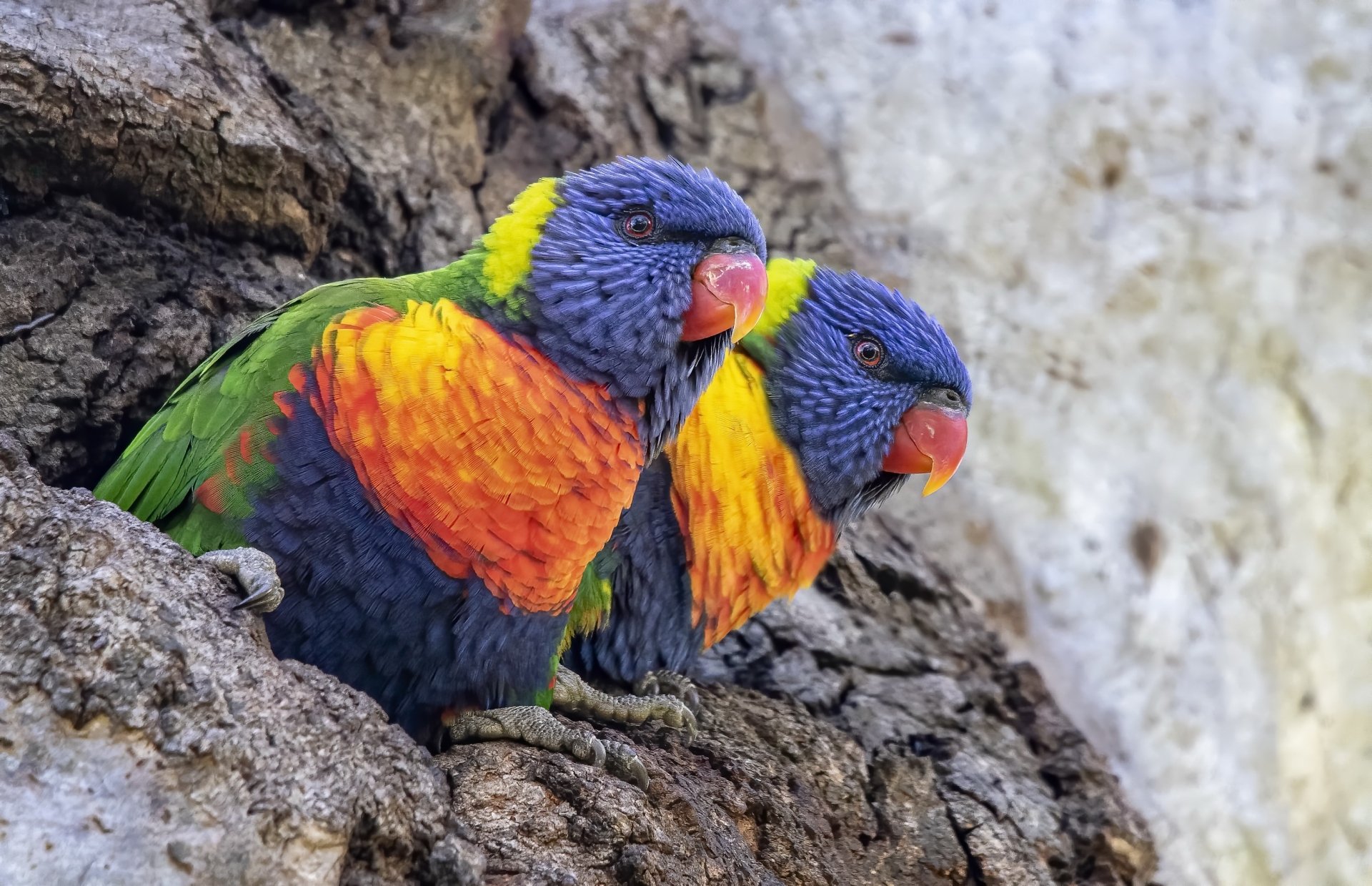 2K Quad HD Rainbow Lorikeets — Vibrant Parrot Wallpaper