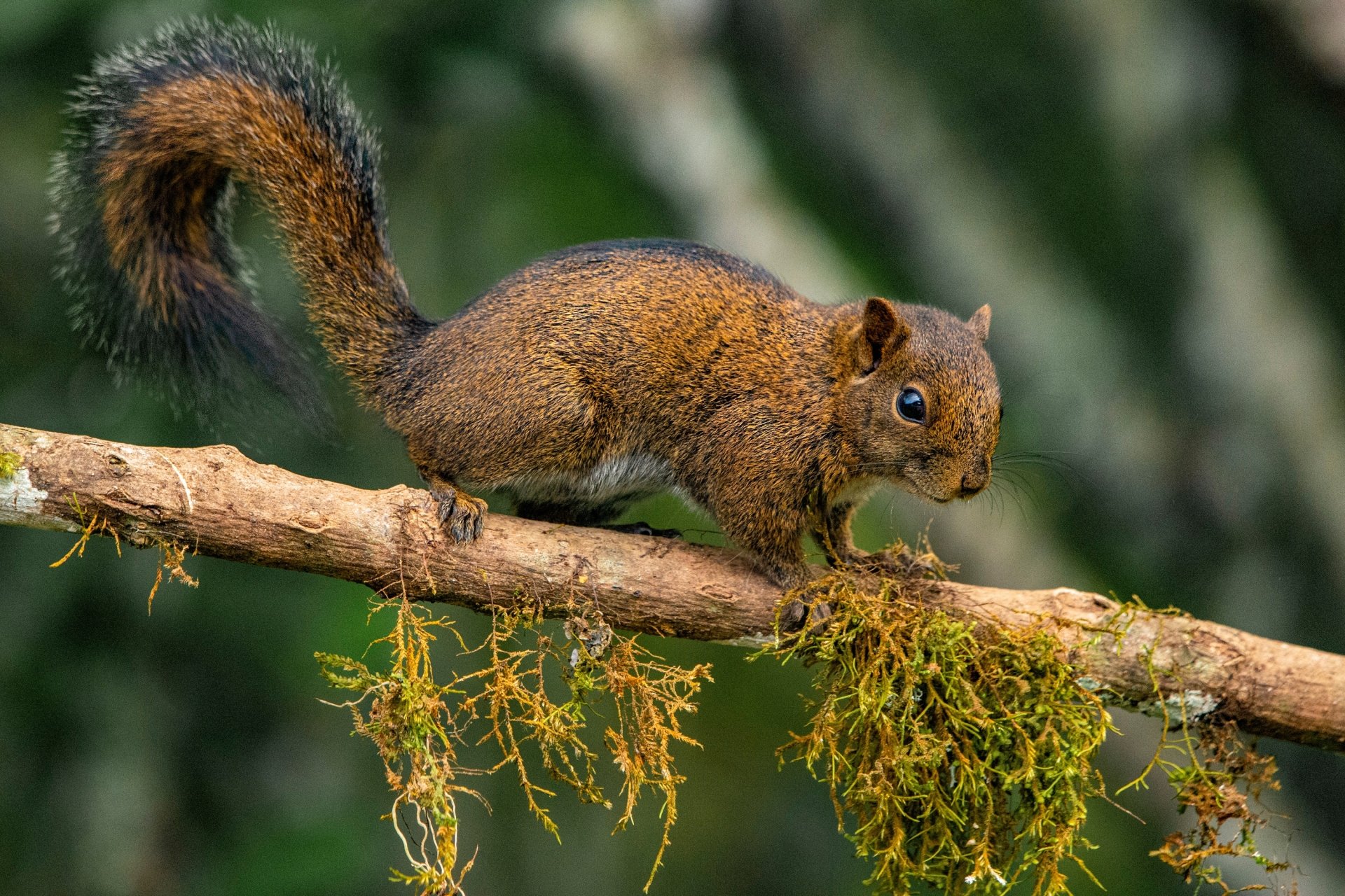 Download Rodent Animal Squirrel HD Wallpaper