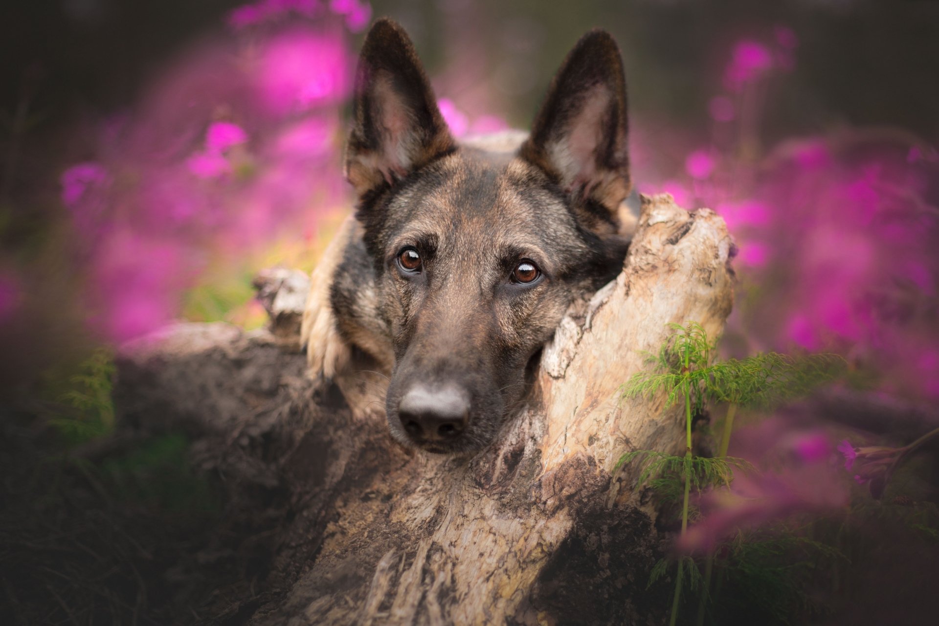 Download Depth Of Field Dog Animal German Shepherd 4k Ultra HD Wallpaper