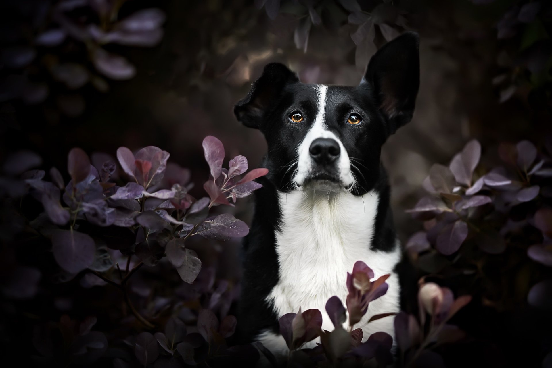 Download Depth Of Field Animal Dog HD Wallpaper