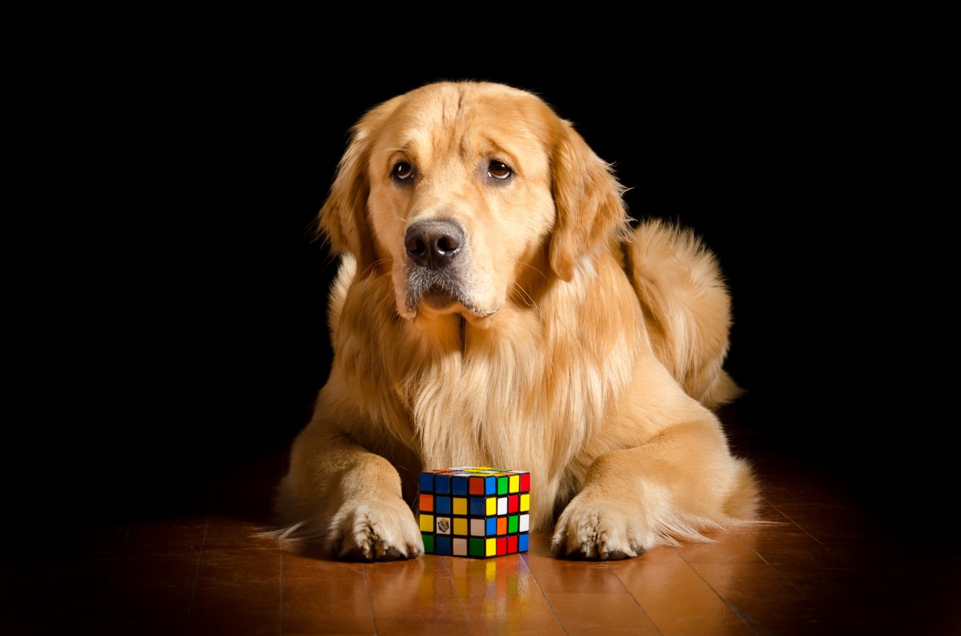 Download Rubik's Cube Dog Animal Golden Retriever HD Wallpaper
