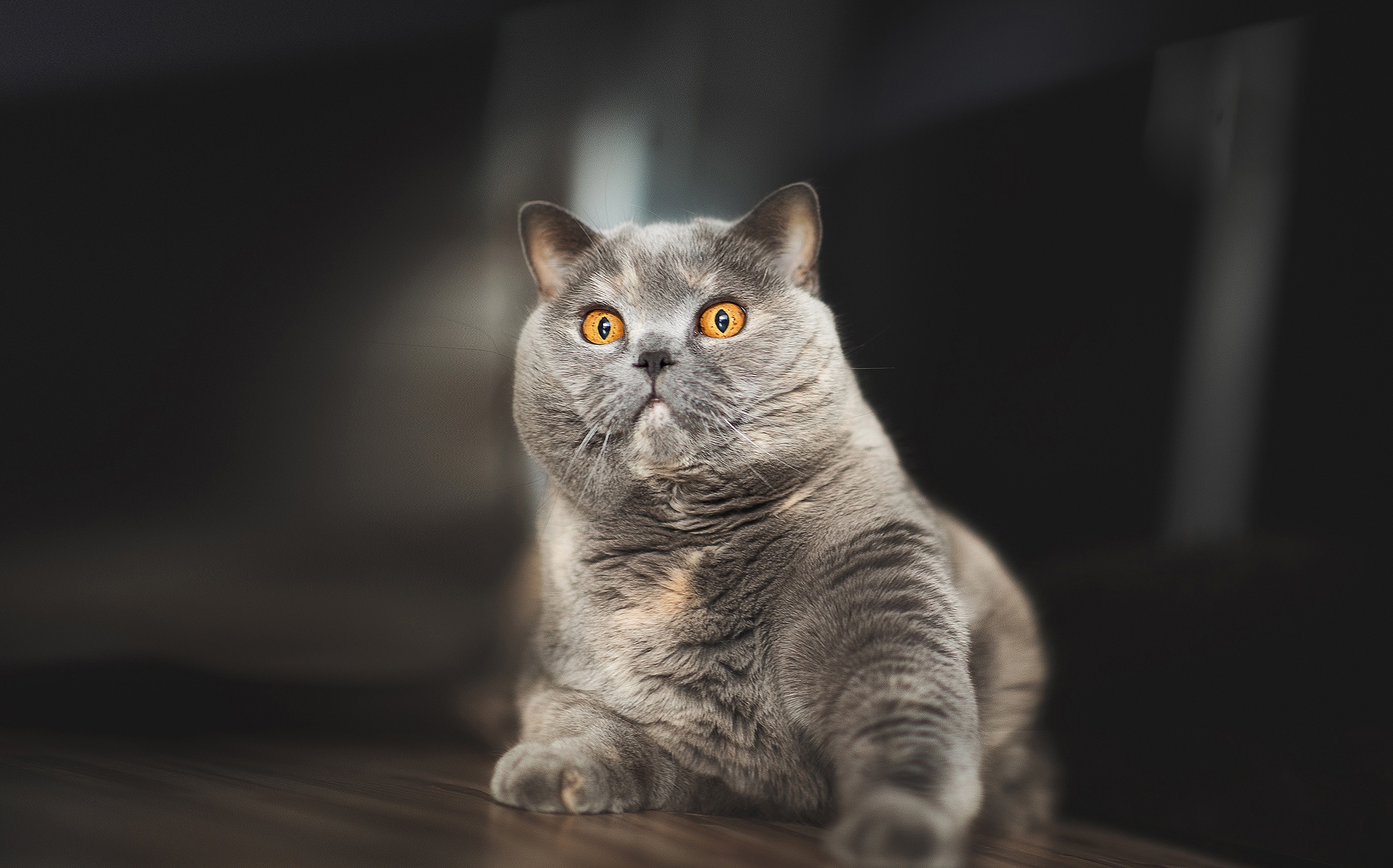 Download Animal British Shorthair HD Wallpaper