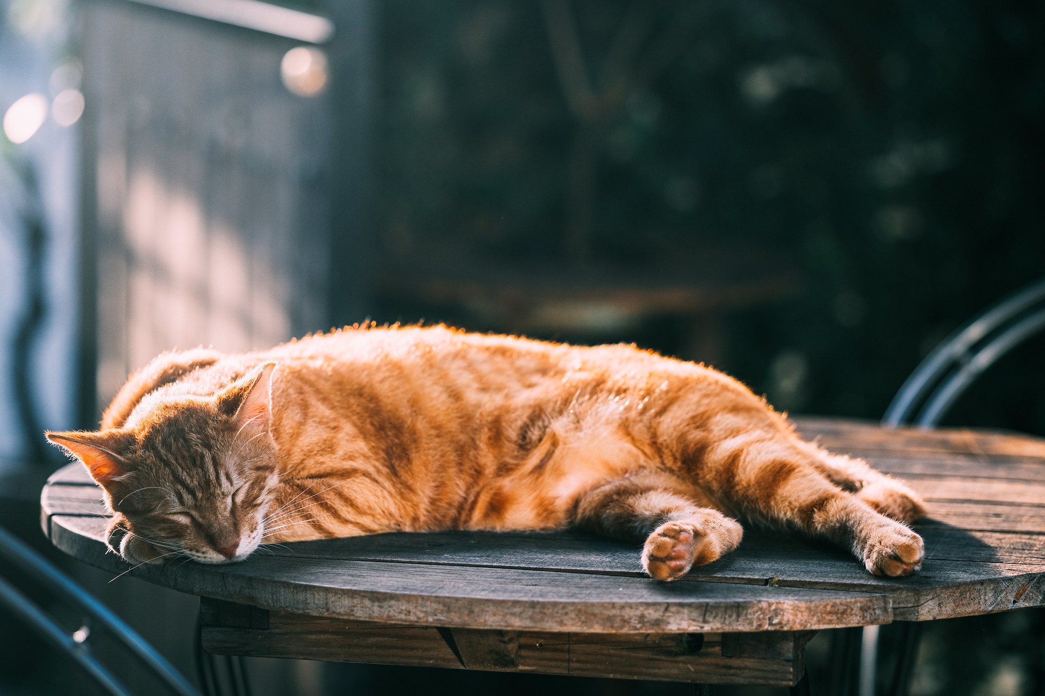 Sleeping Cat Wallpapers Hd Cute Kitten Desktop Wallpapers Wallpaper