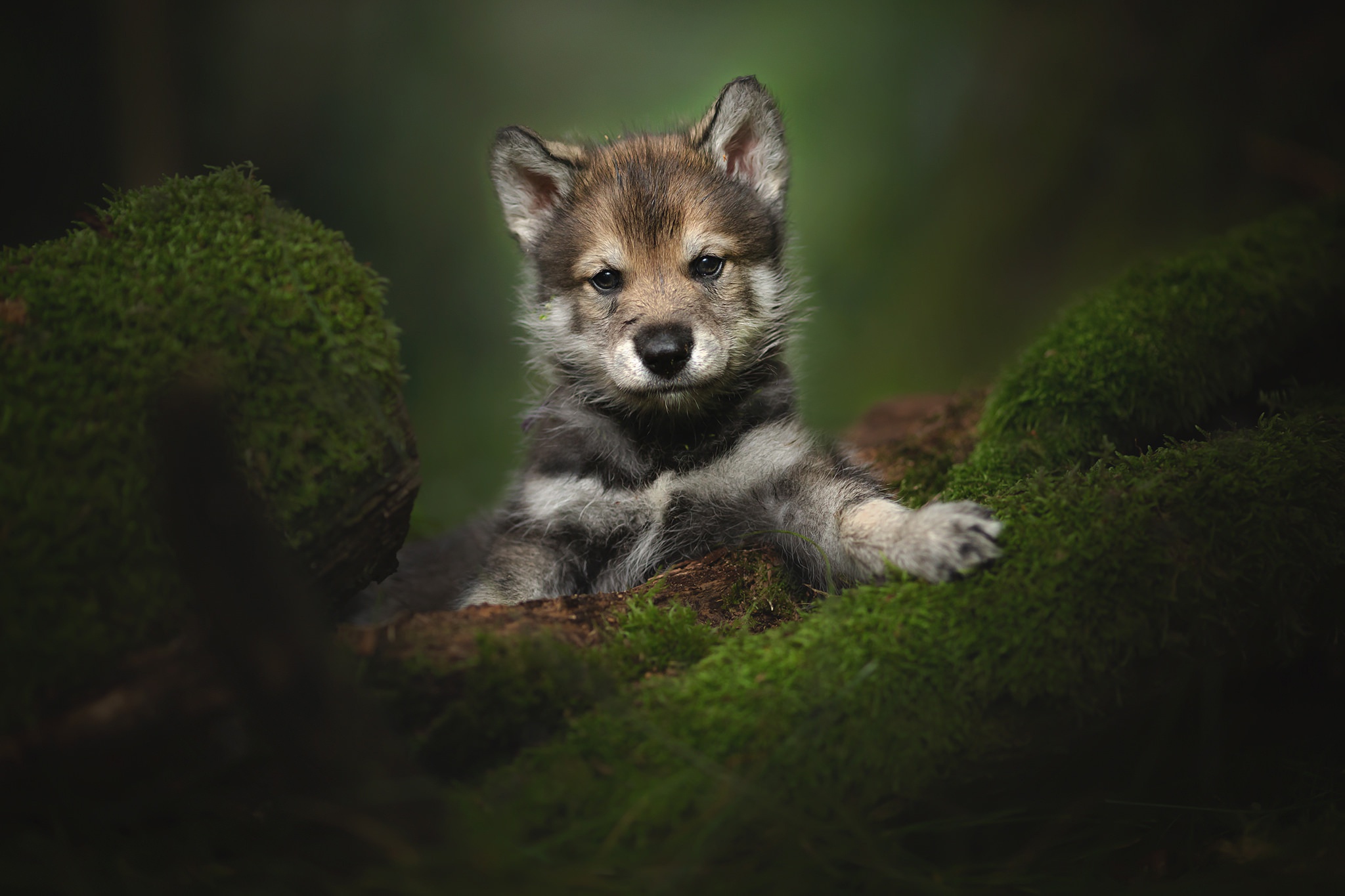 Tamaskan Puppy