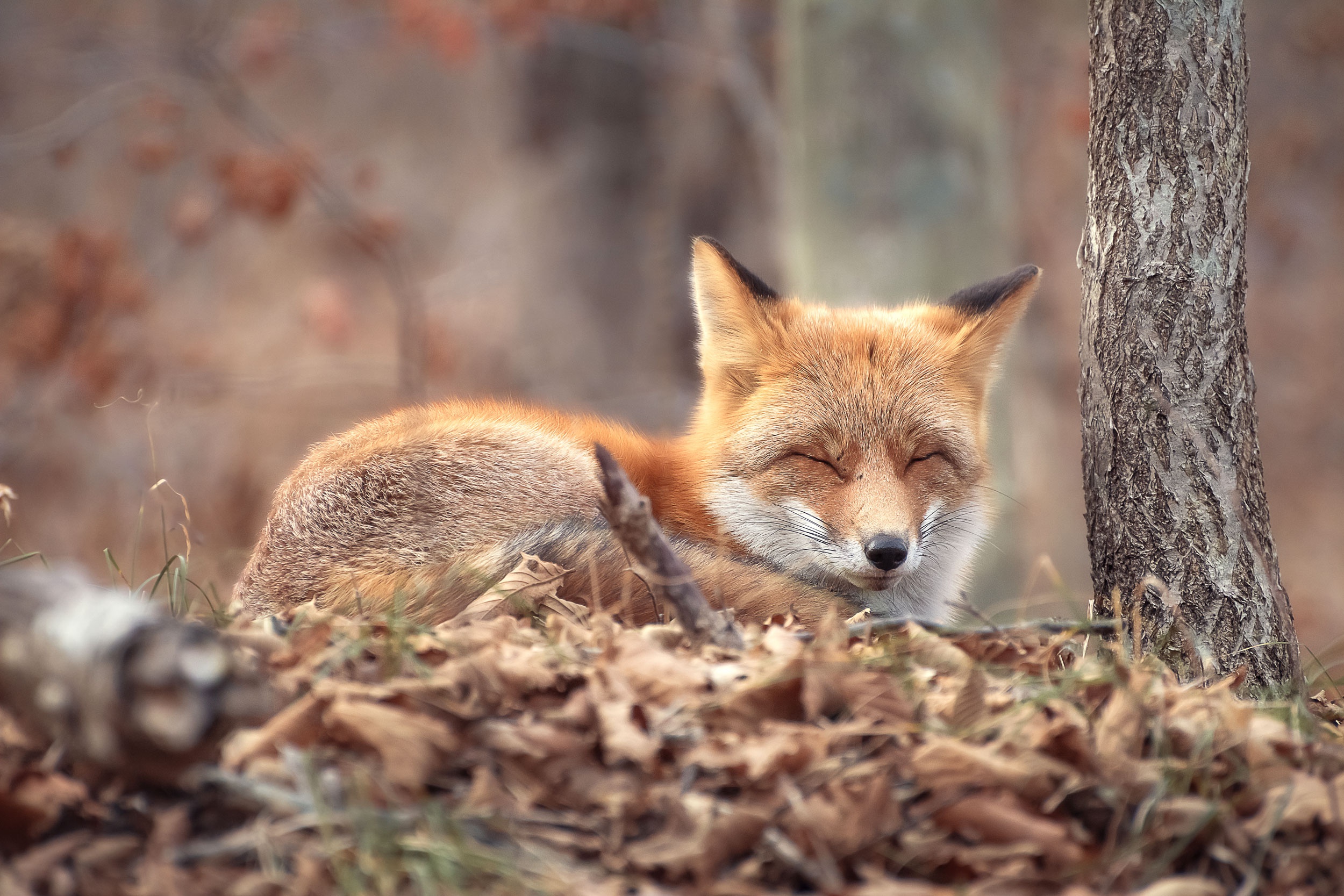 Little Fox Hd Nature