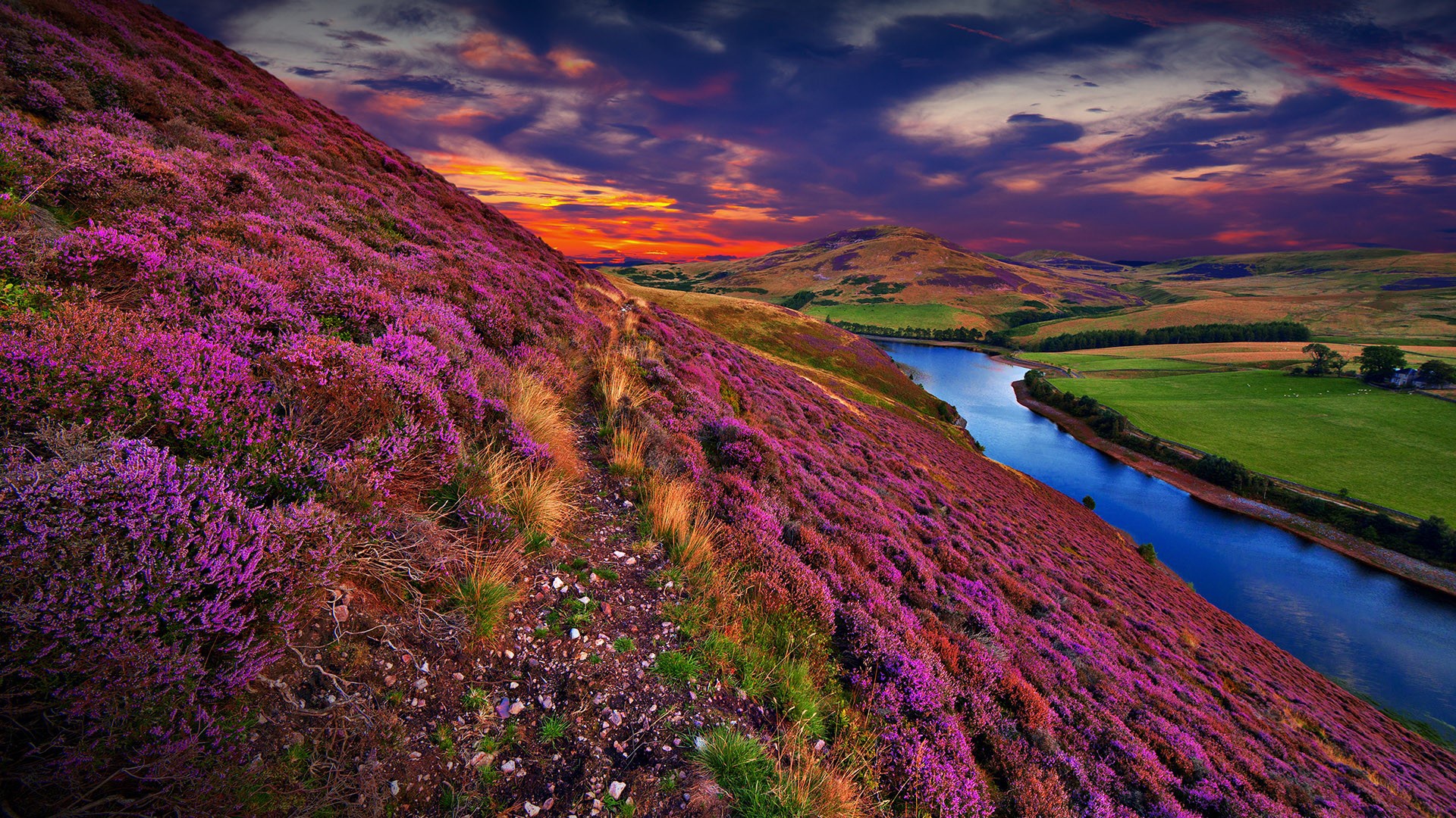 Download United Kingdom Scotland Hill Cloud Flower Sunset Nature Sky ...