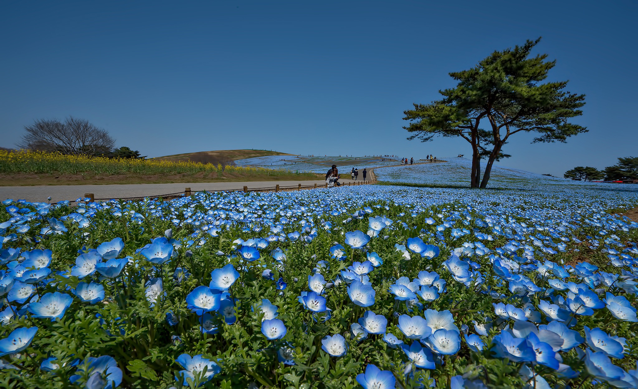 Download Photography Park HD Wallpaper