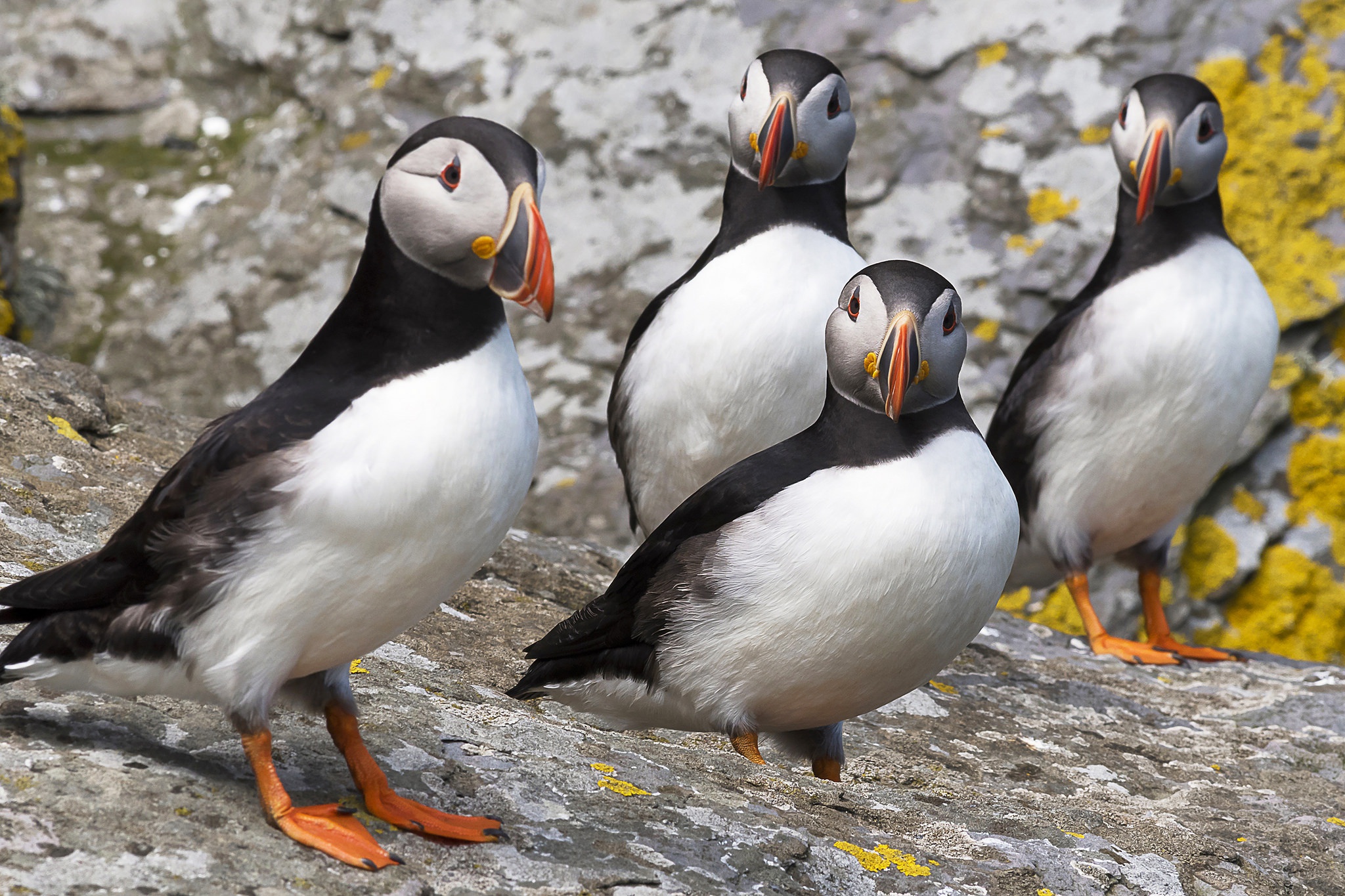 Download Bird Animal Puffin HD Wallpaper