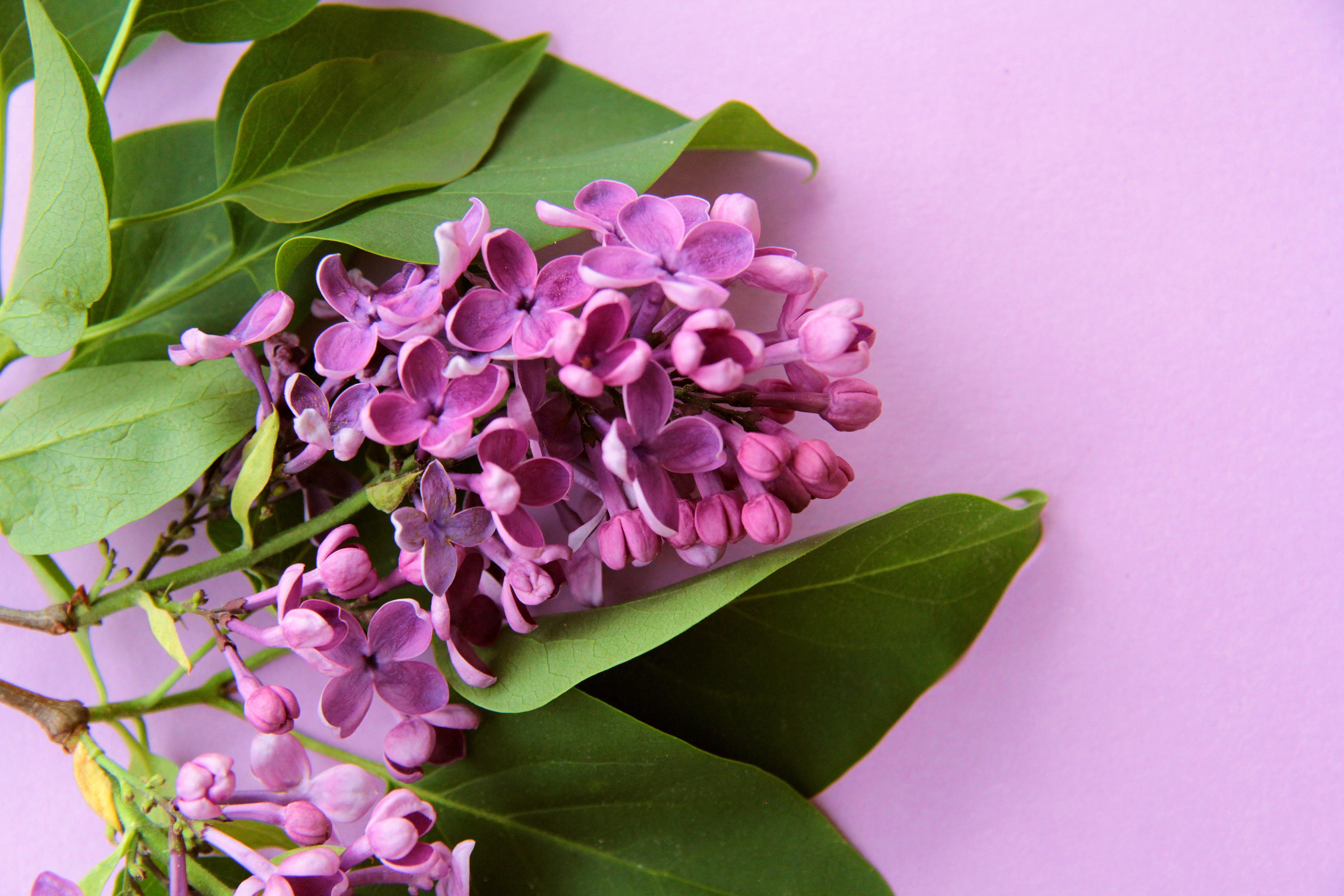Download Nature Lilac 4k Ultra HD Wallpaper