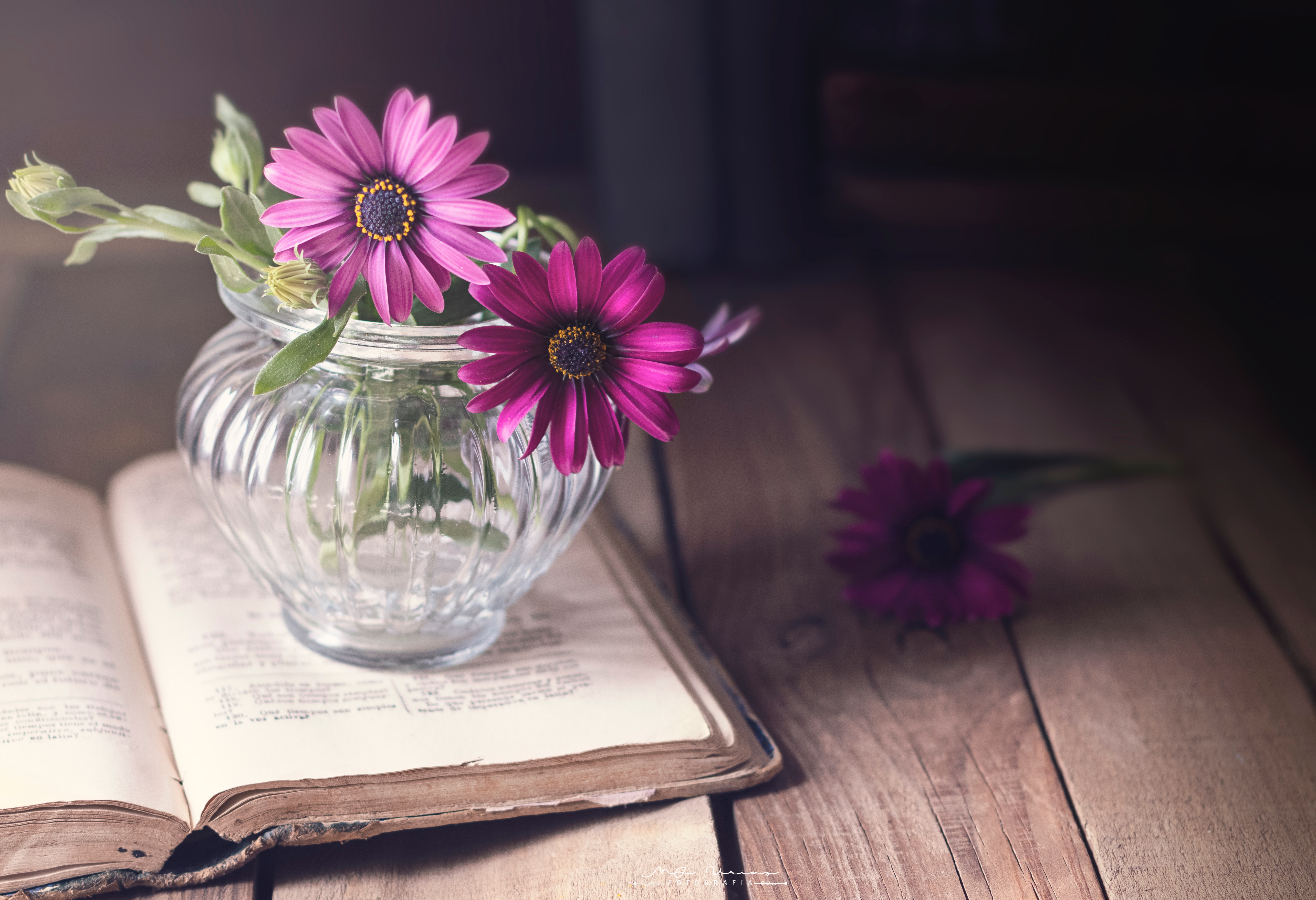 Download Photography Still Life 4k Ultra HD Wallpaper