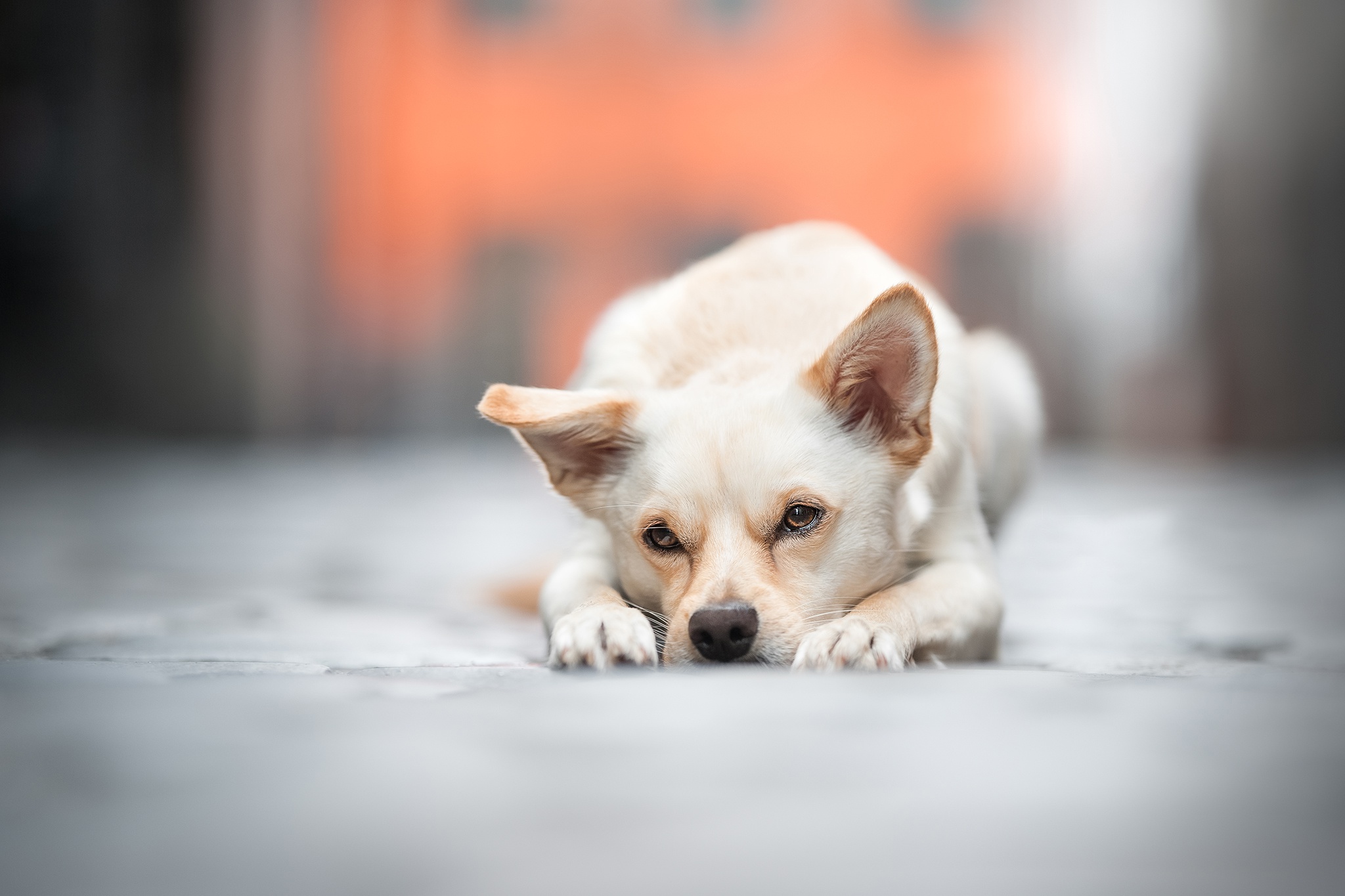 Download Depth Of Field Animal Dog HD Wallpaper