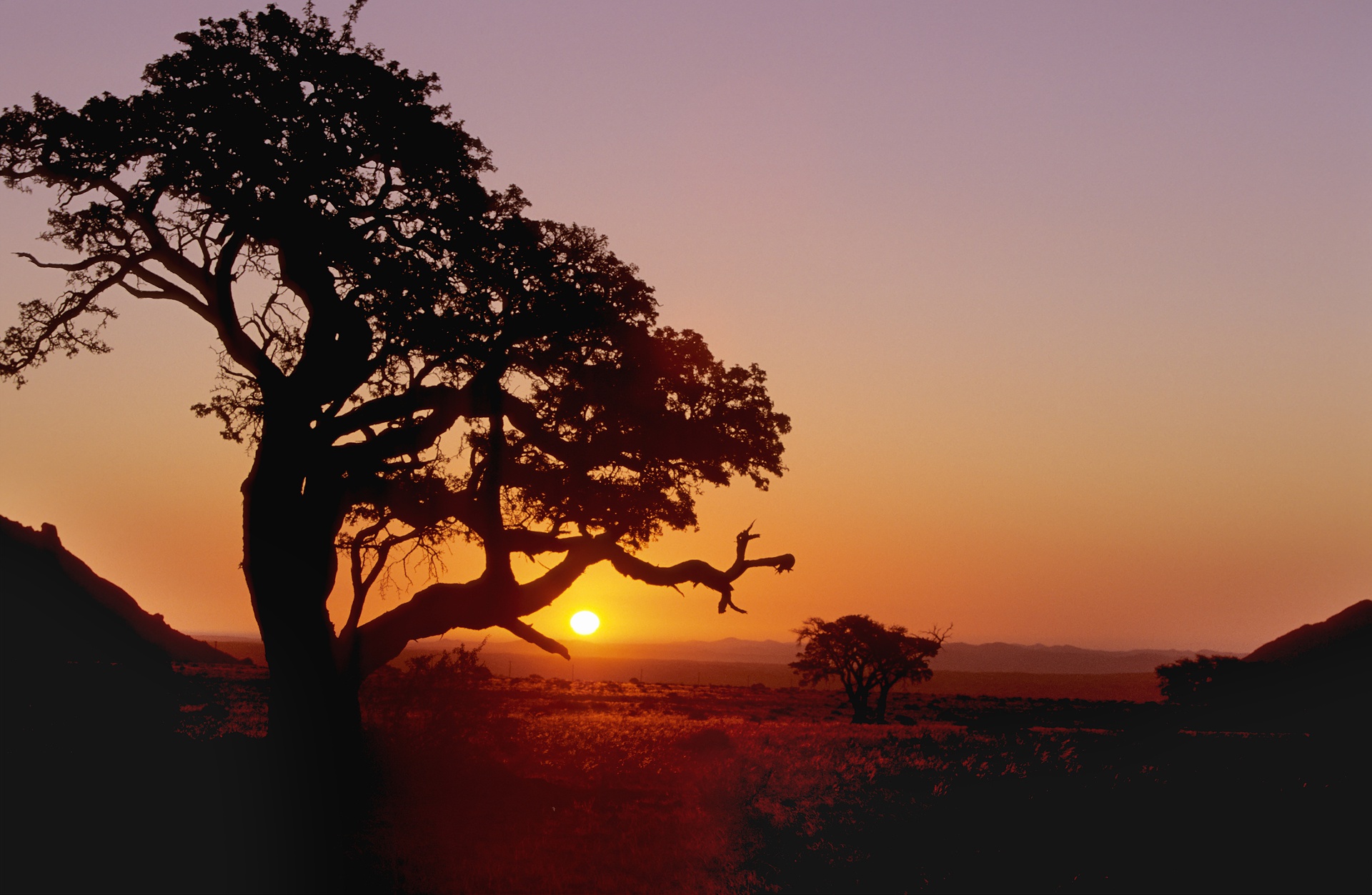 Download Sun Sunset Nature Tree HD Wallpaper