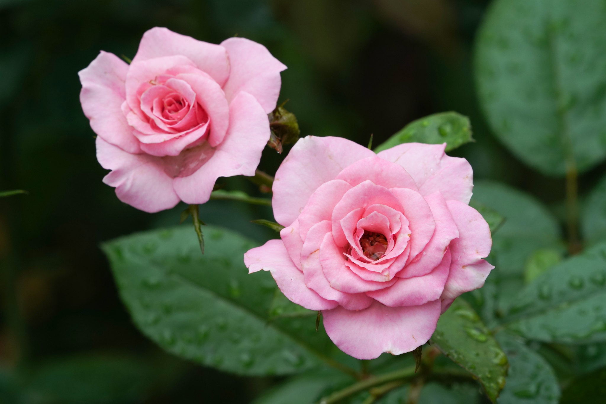 Download Nature Rose HD Wallpaper