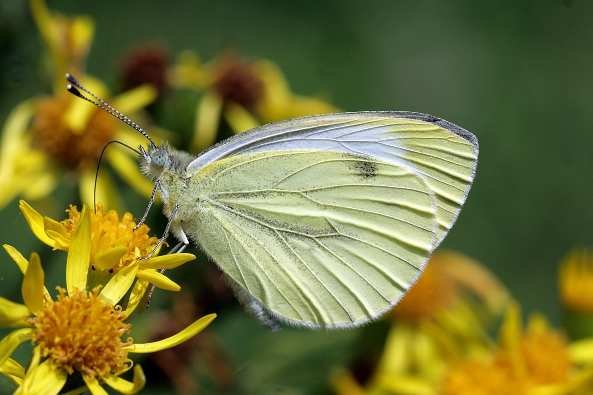 Golden Blooms & Pale Butterfly — HD Macro Wallpaper | 2048x1365 ...