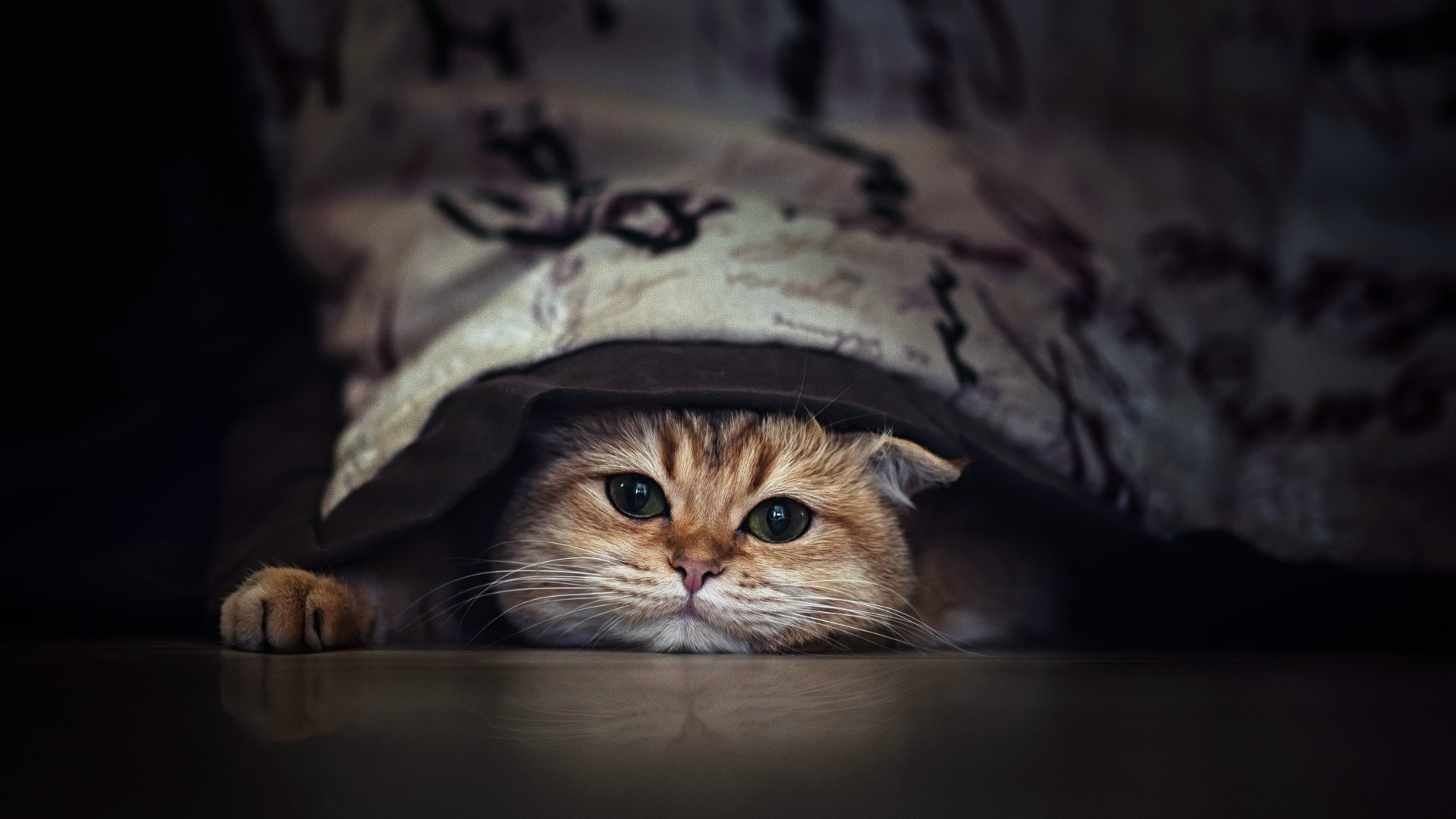 Download Stare Animal Cat 4k Ultra HD Wallpaper | 3840x2160 | Wallpaper ...