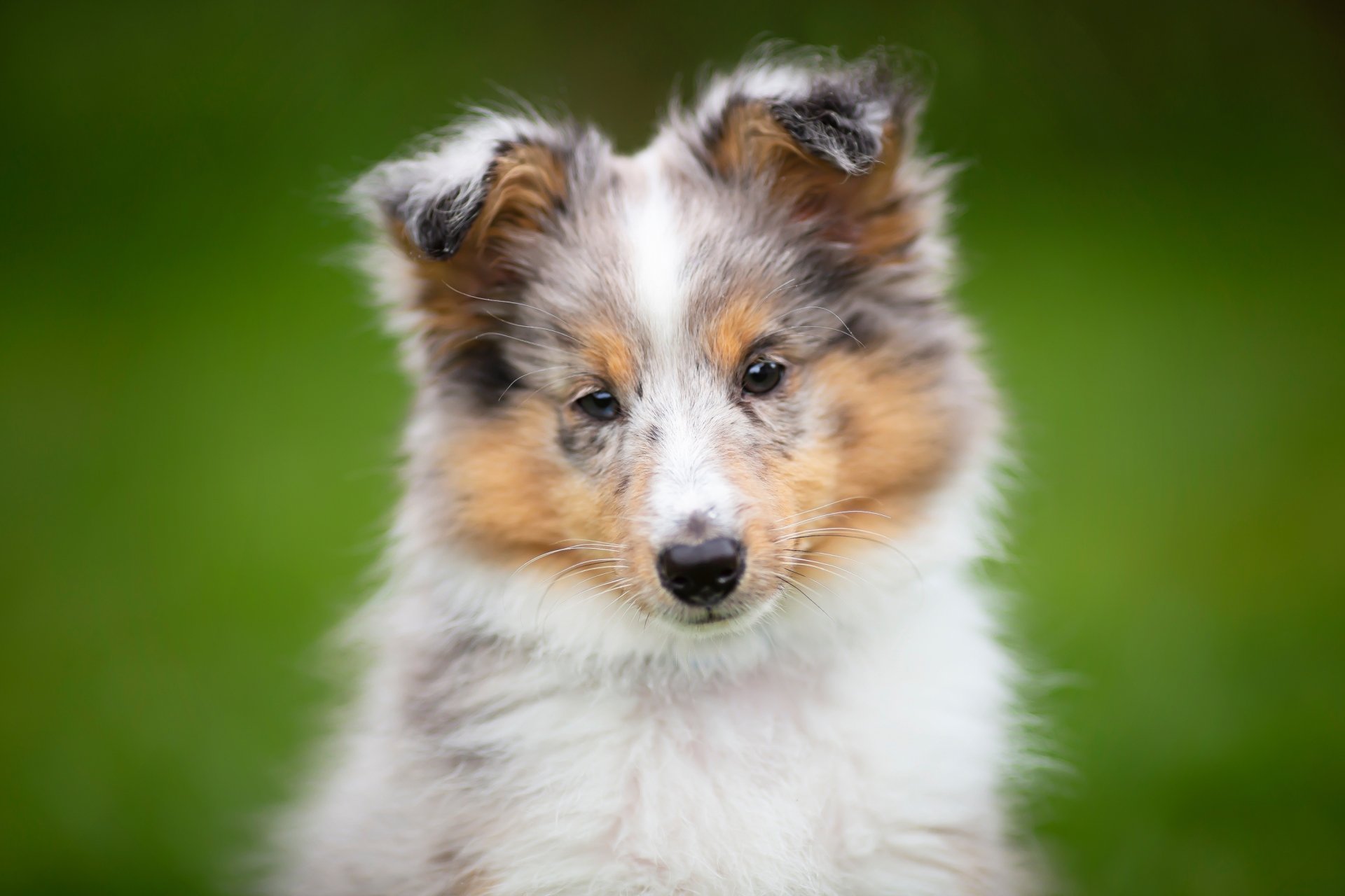 Download Puppy Baby Animal Dog Animal Shetland Sheepdog HD Wallpaper