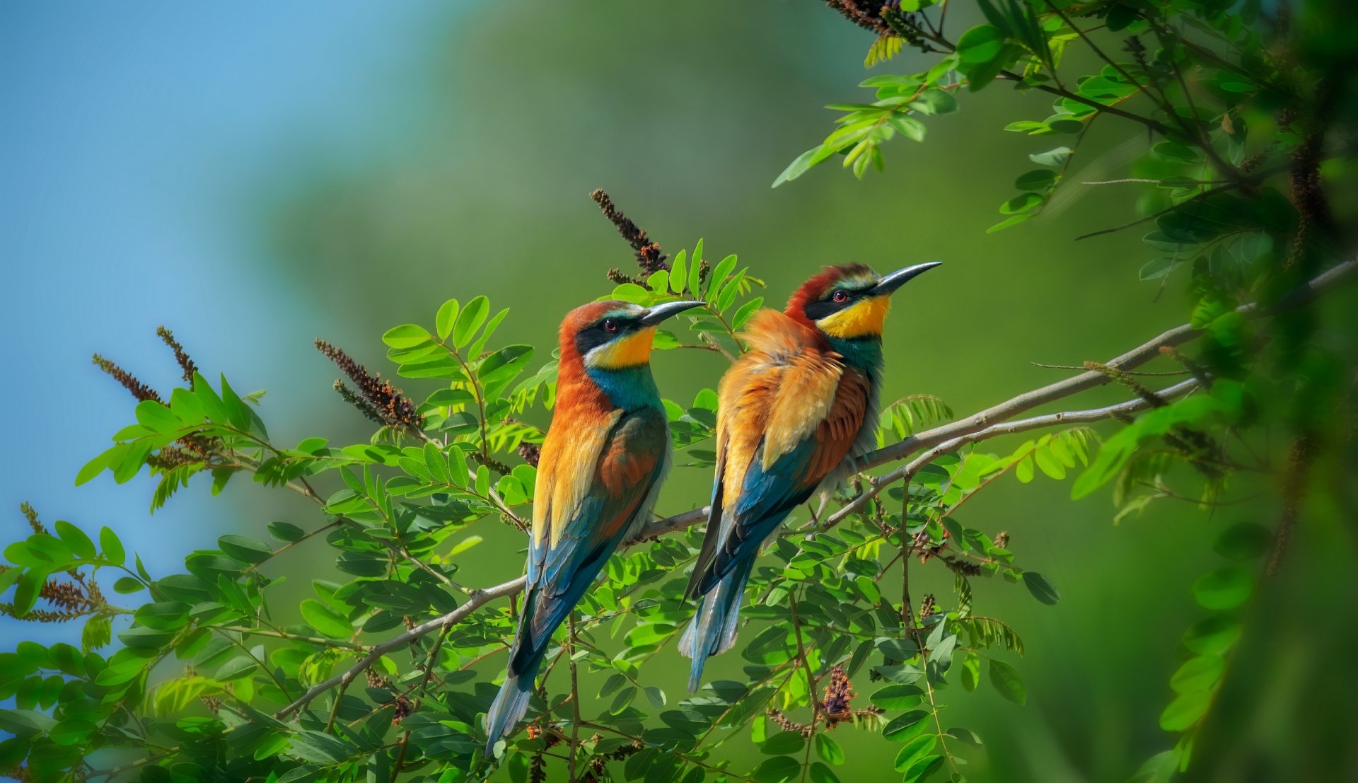 Download Bird Animal Bee-eater HD Wallpaper | 2560x1476 | Wallpaper Abyss