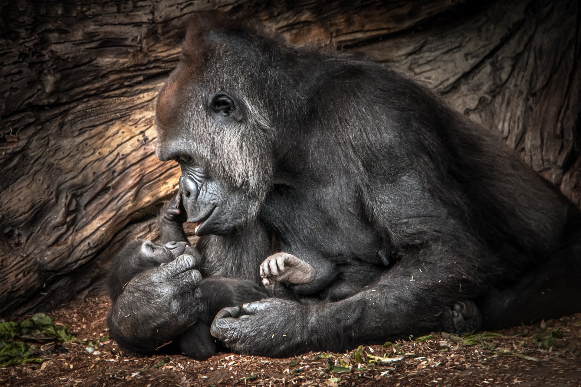 Tender Moments: HD Gorilla Baby Primate Wildlife Wallpaper | 2999x2000 ...