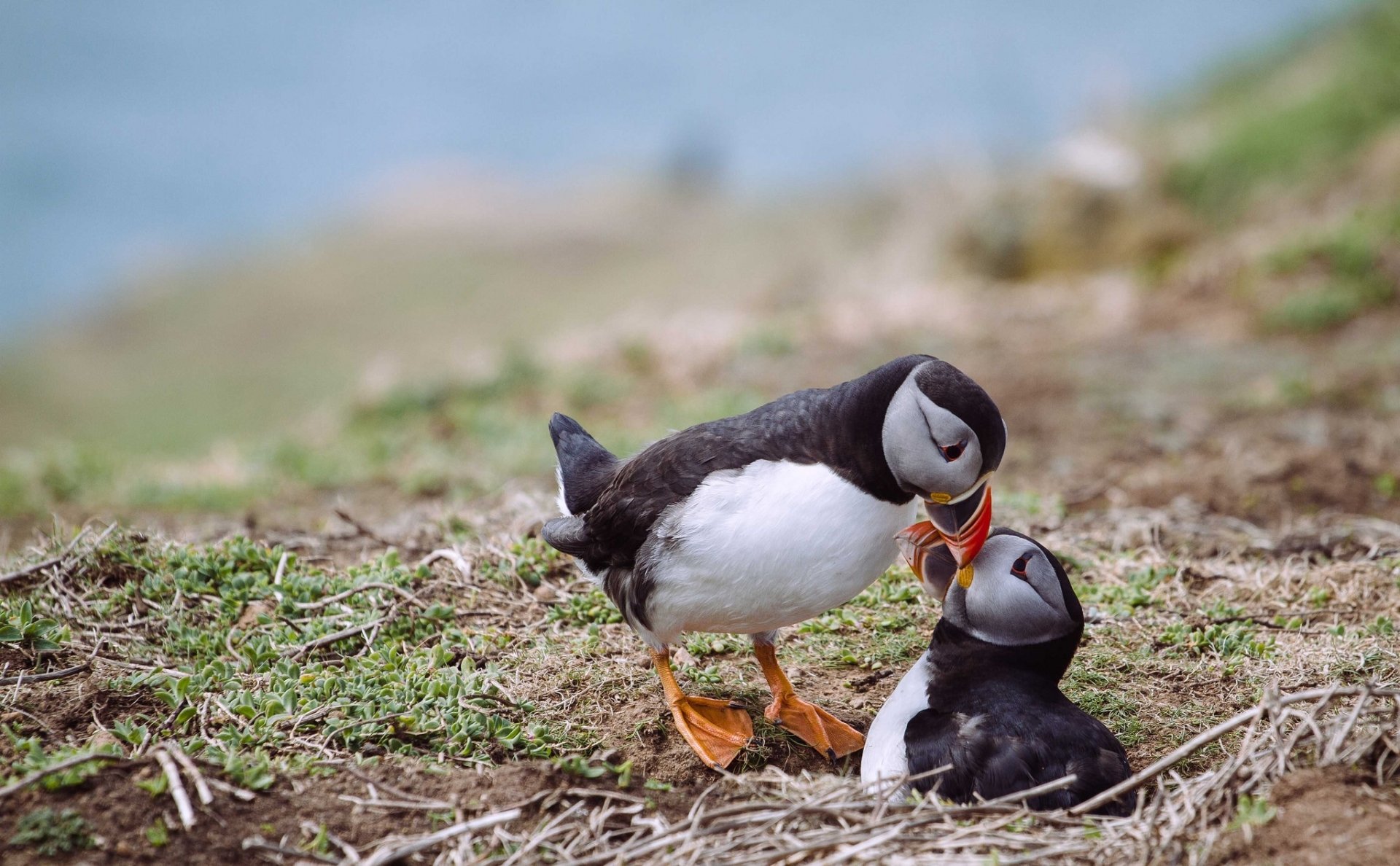 Puffin Pair — HD Coastal Wildlife Wallpaper | 2048x1267 | Wallpaper Abyss