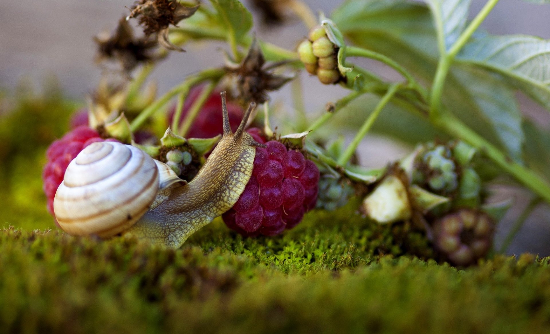 Download Moss Raspberry Berry Macro Animal Snail HD Wallpaper