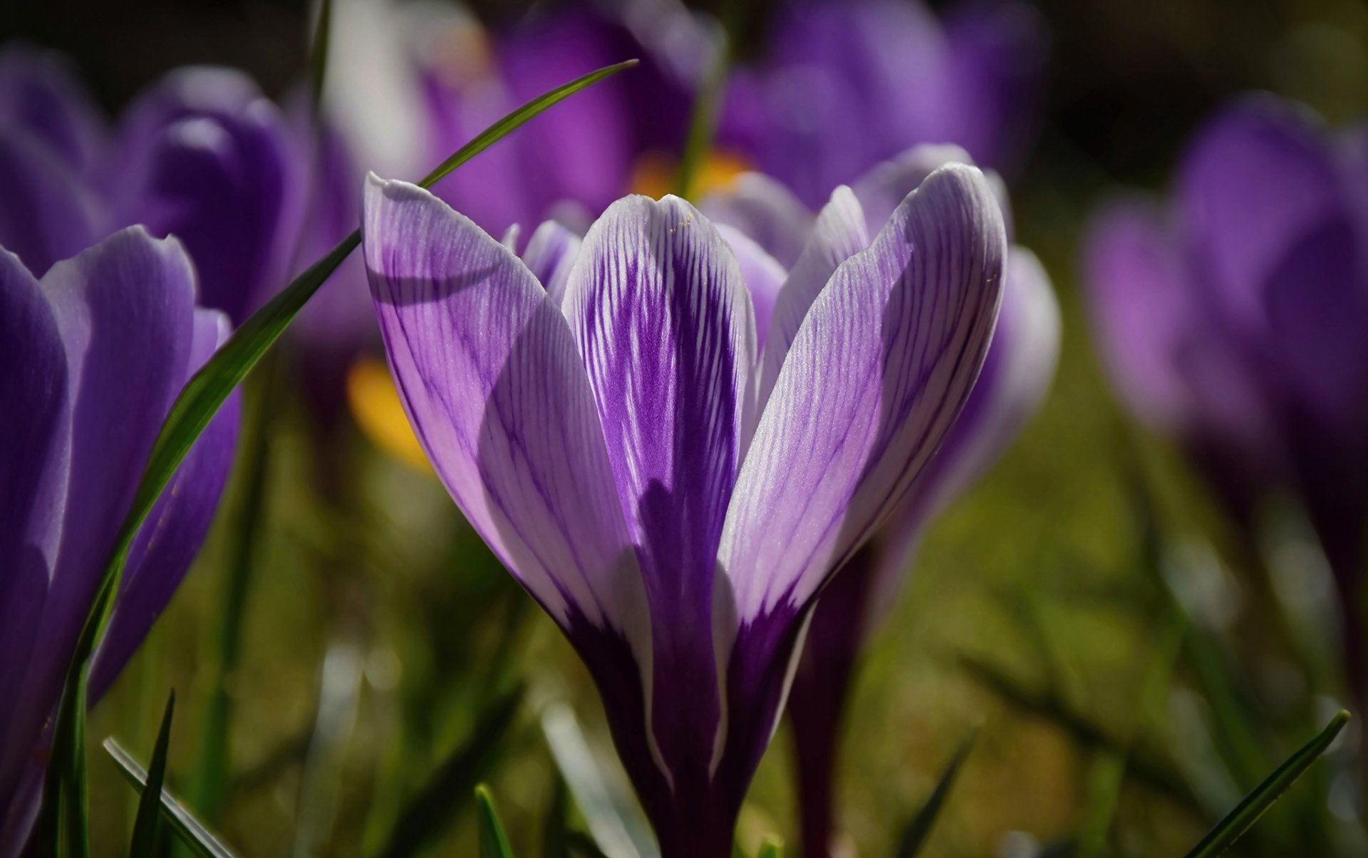 Download Nature Crocus HD Wallpaper
