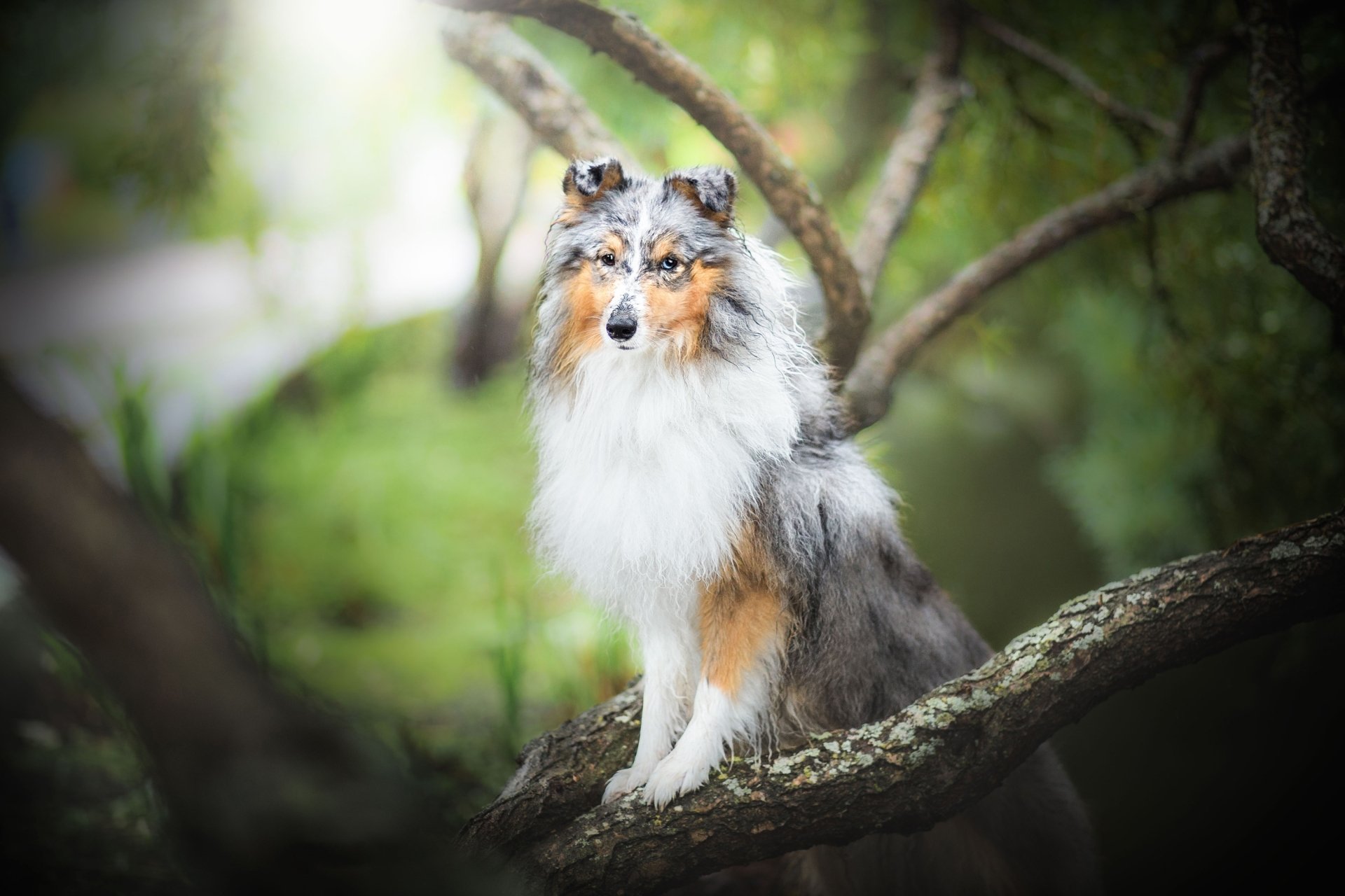 Download Dog Animal Shetland Sheepdog HD Wallpaper | 3000x2000 ...