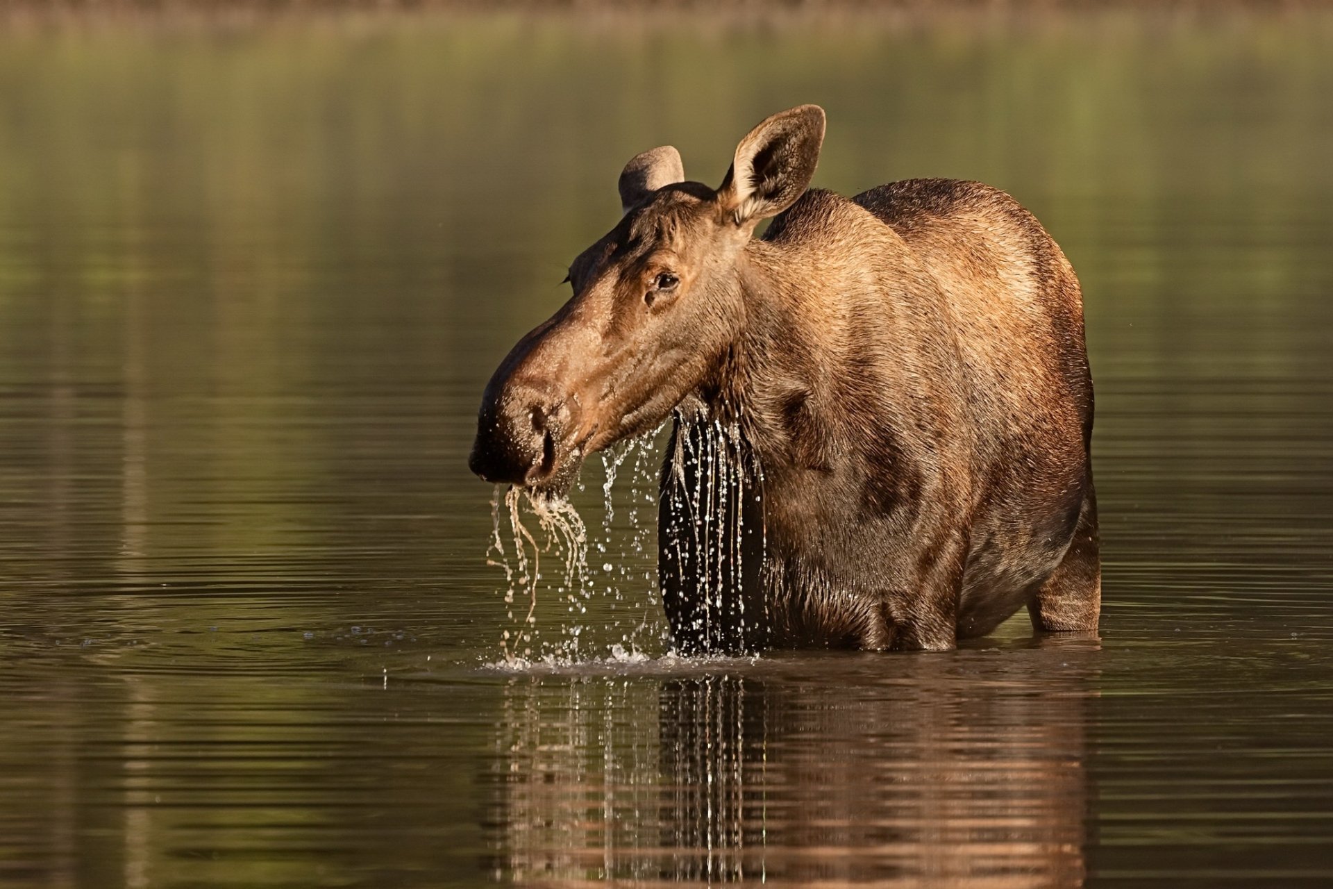 Golden Moose — HD Wildlife Wallpaper | 2048x1365 | Wallpaper Abyss