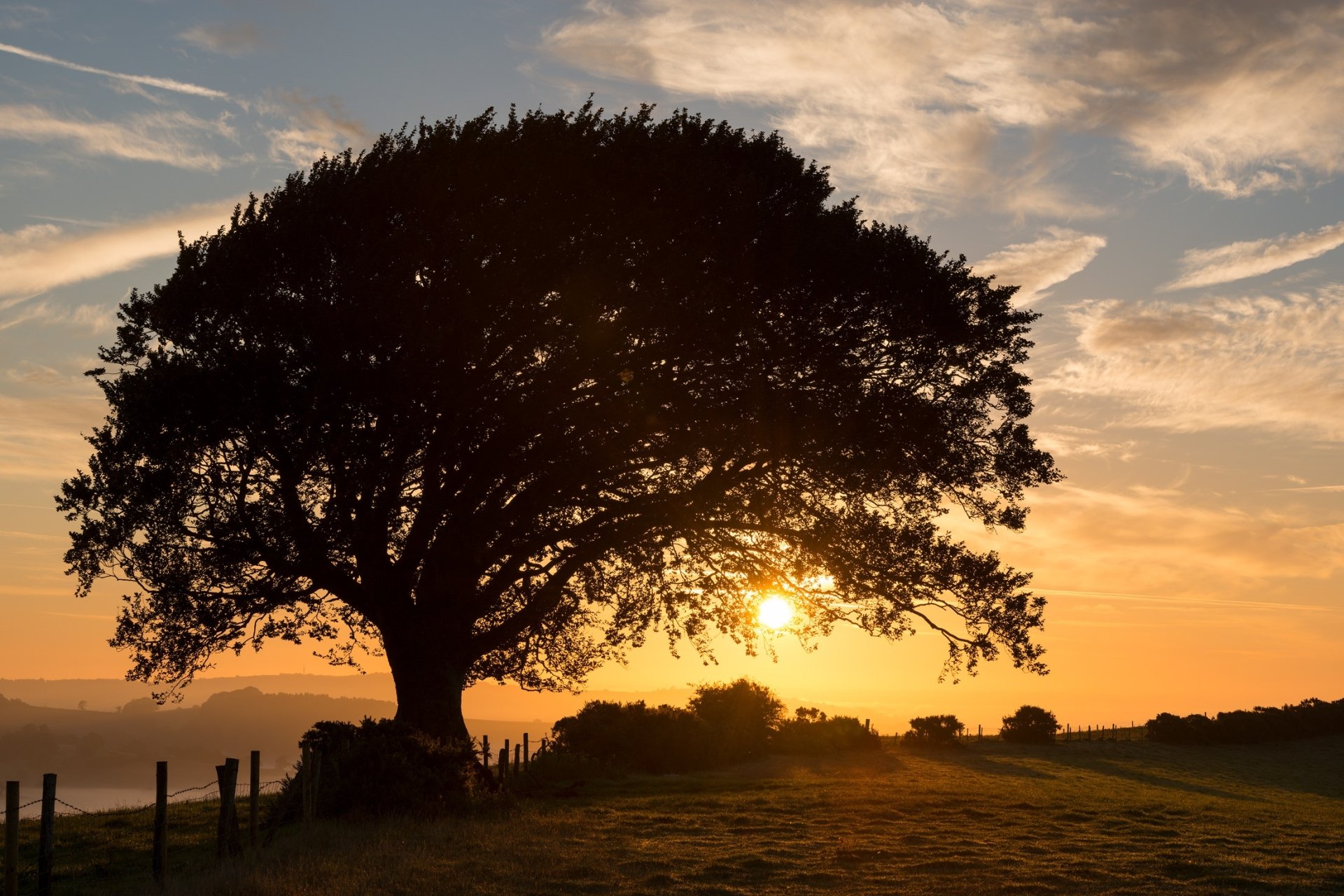 Download Sunrise Nature Tree HD Wallpaper