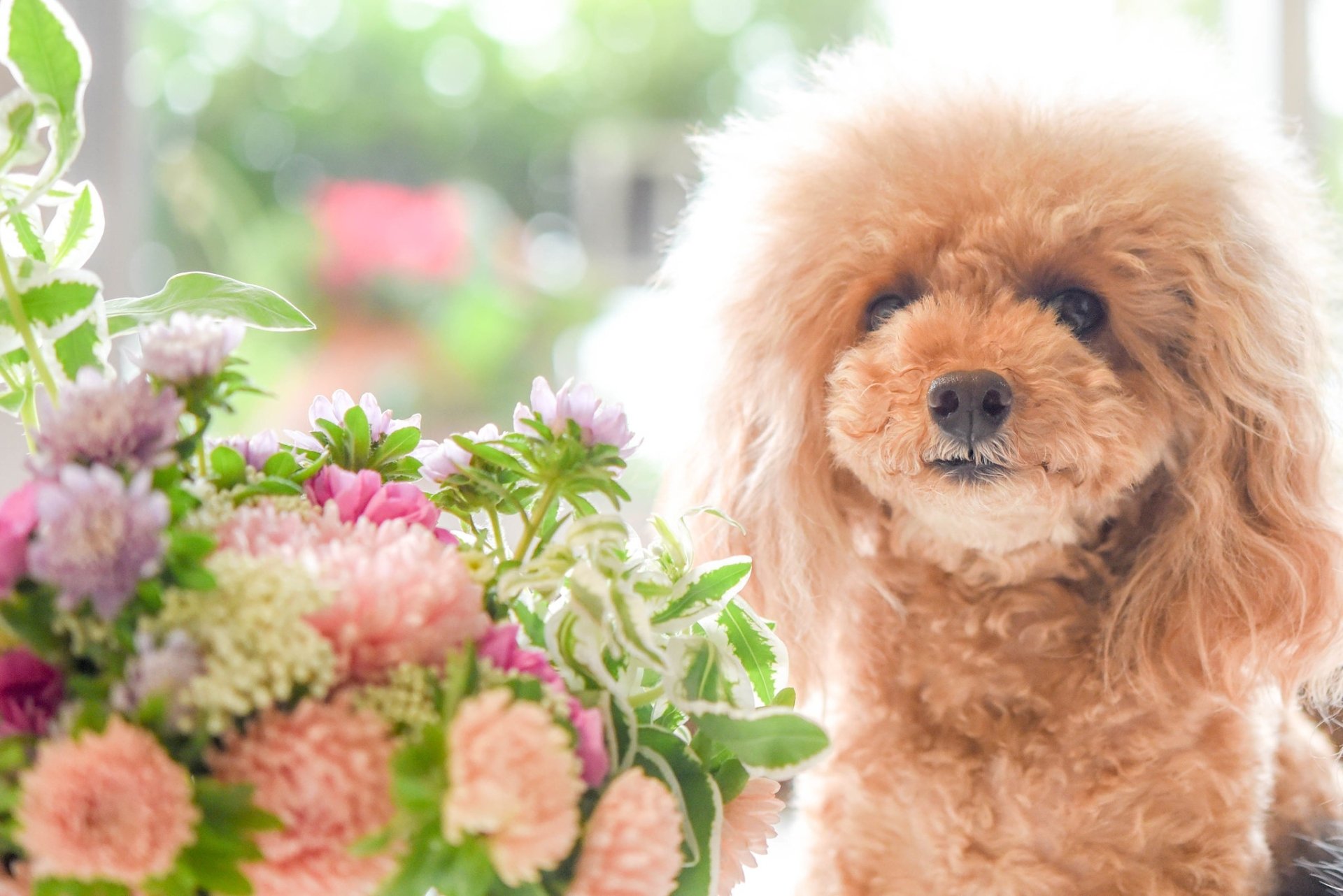 Download Dog Bouquet Flower Animal Poodle HD Wallpaper