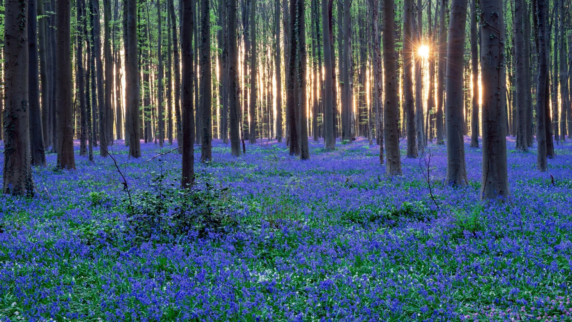 Spring Bluebell Forest — 4K Ultra HD Wallpaper | 3840x2160 | Wallpaper ...