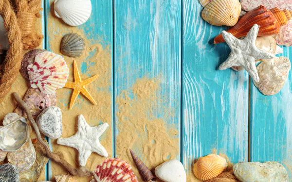 [80+] Shell 4k Wallpapers