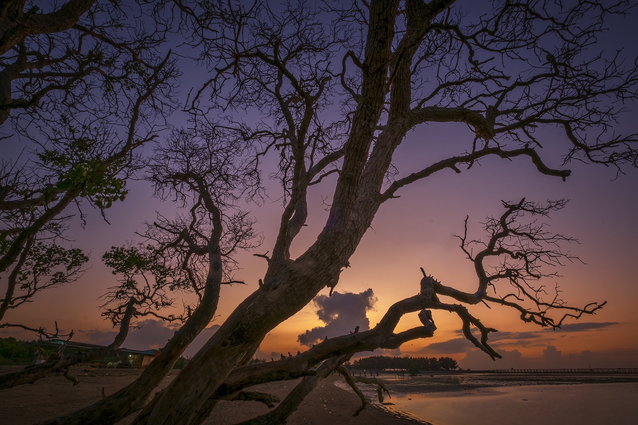 Download Sunset Branch Nature Tree HD Wallpaper
