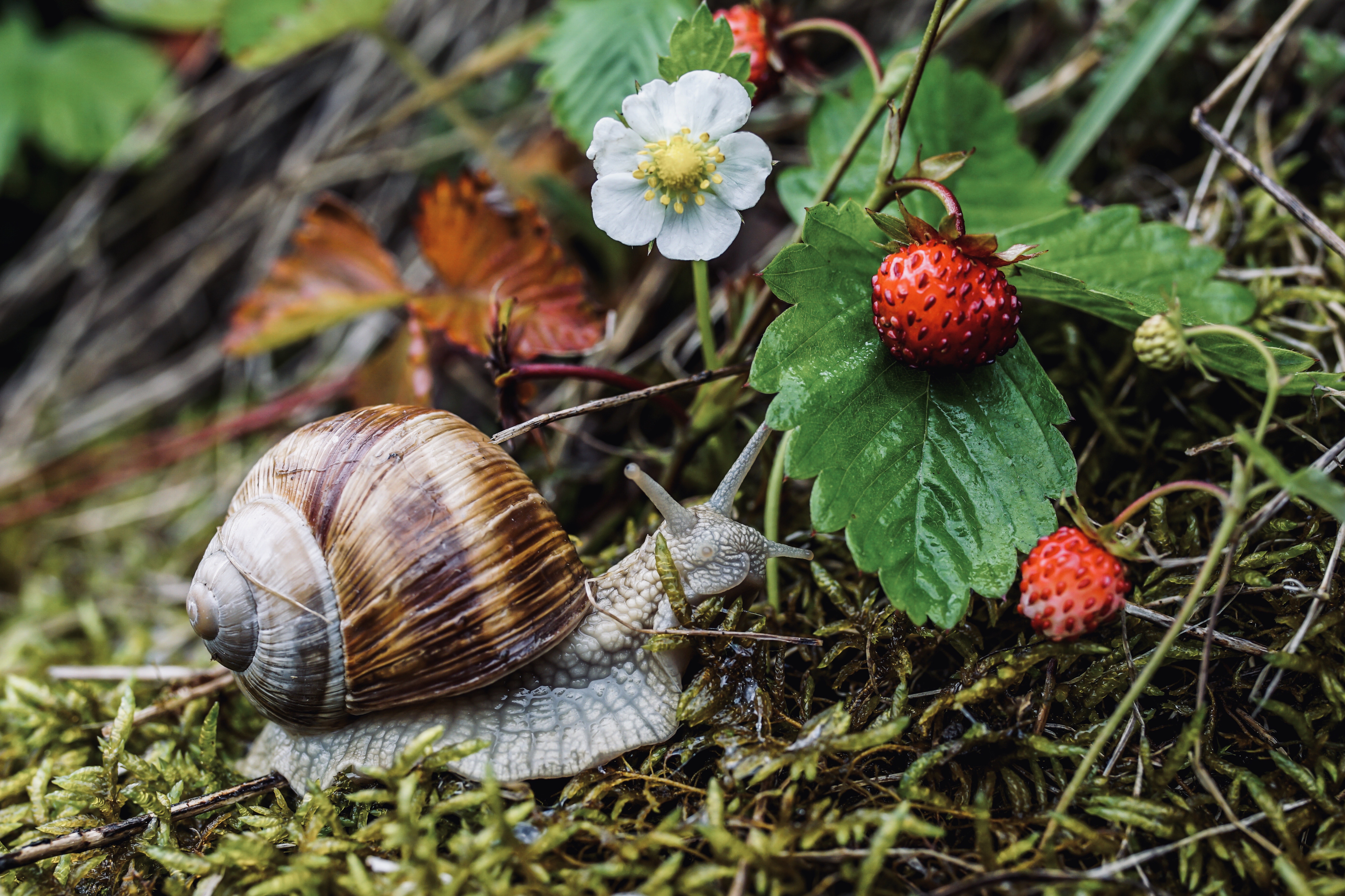 Download Strawberry Moss Animal Snail 4k Ultra HD Wallpaper