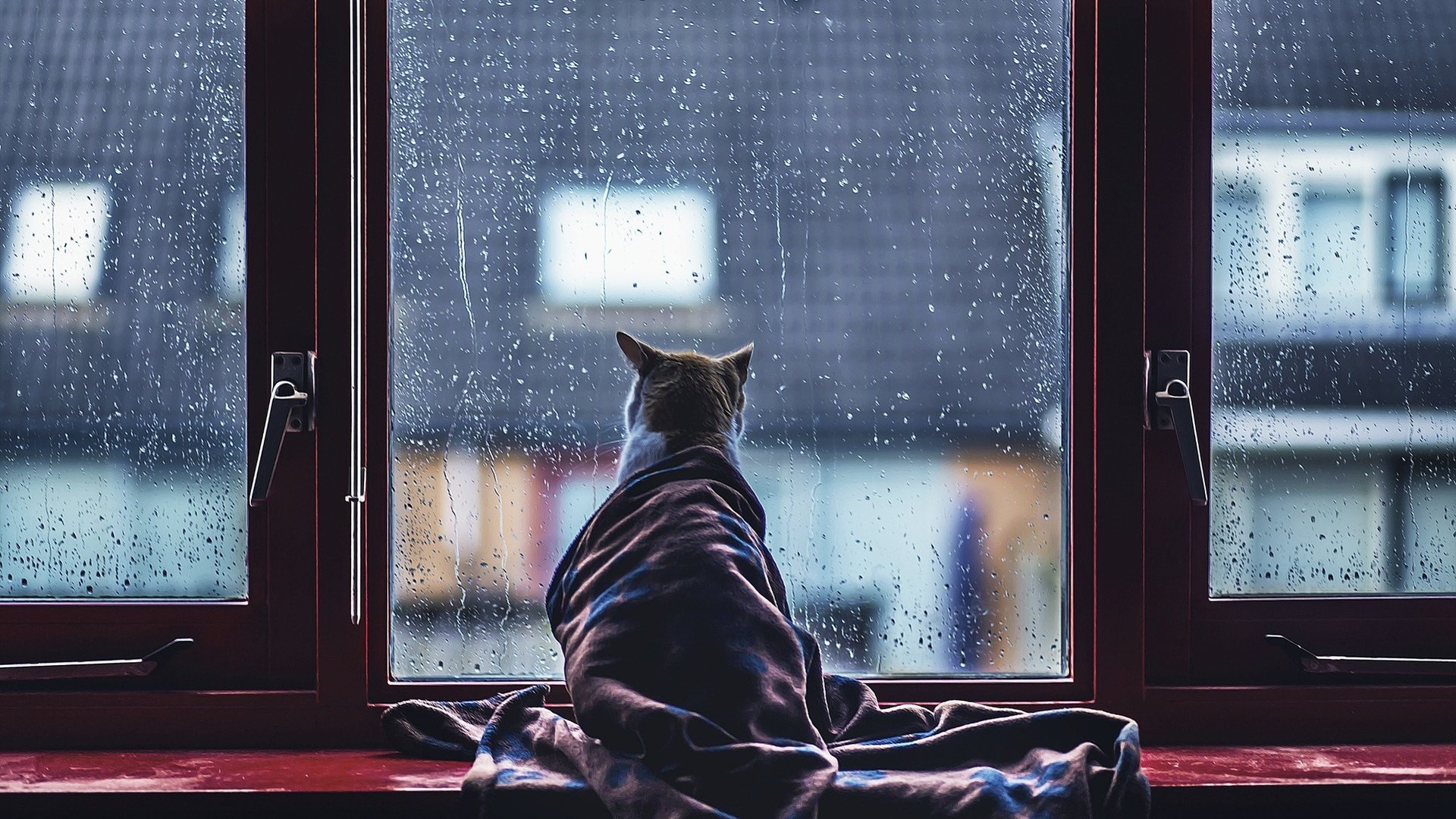 Download Window Water Drop Animal Cat HD Wallpaper