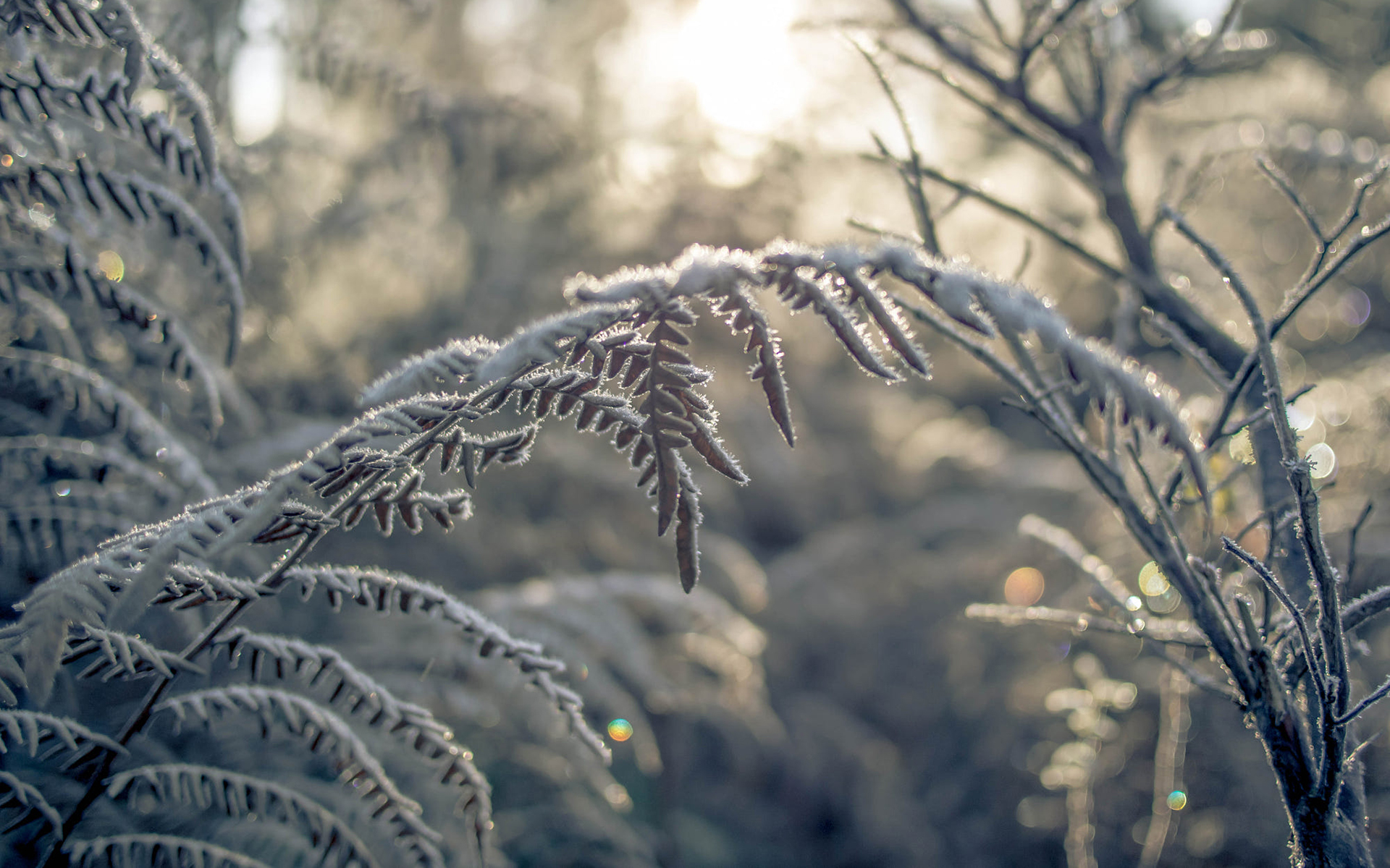 Download Macro Frost Plant Nature Close-up HD Wallpaper