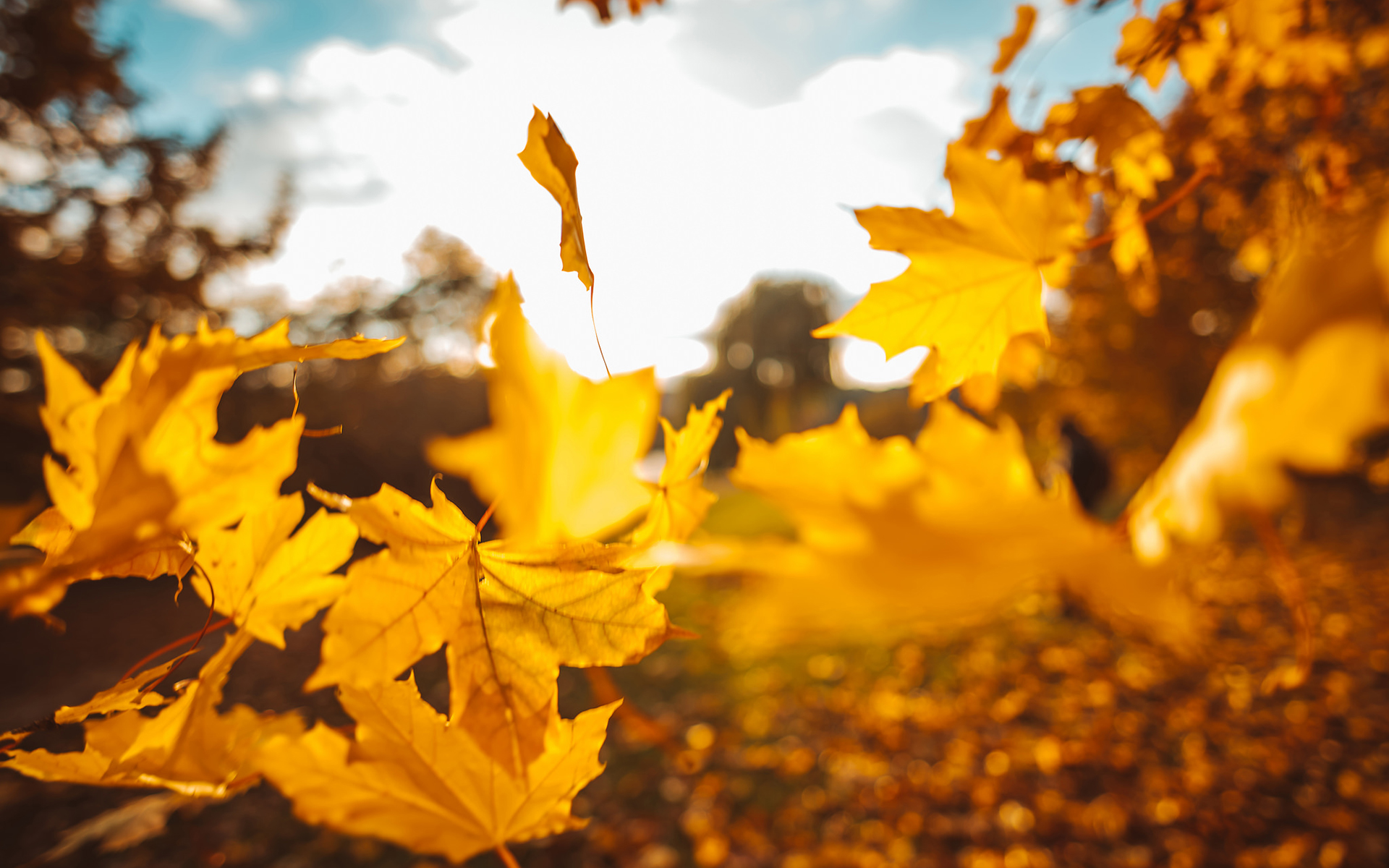 Nature Leaf HD Wallpaper